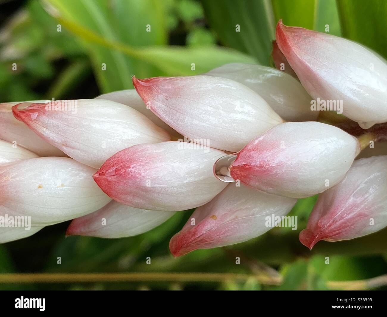 Tropical blooms with a single drop of water on bloom Stock Photo - Alamy