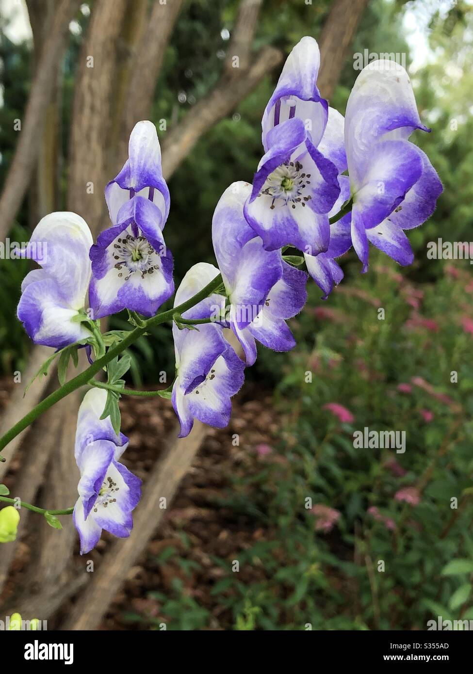 Purple Snapdragon Flower