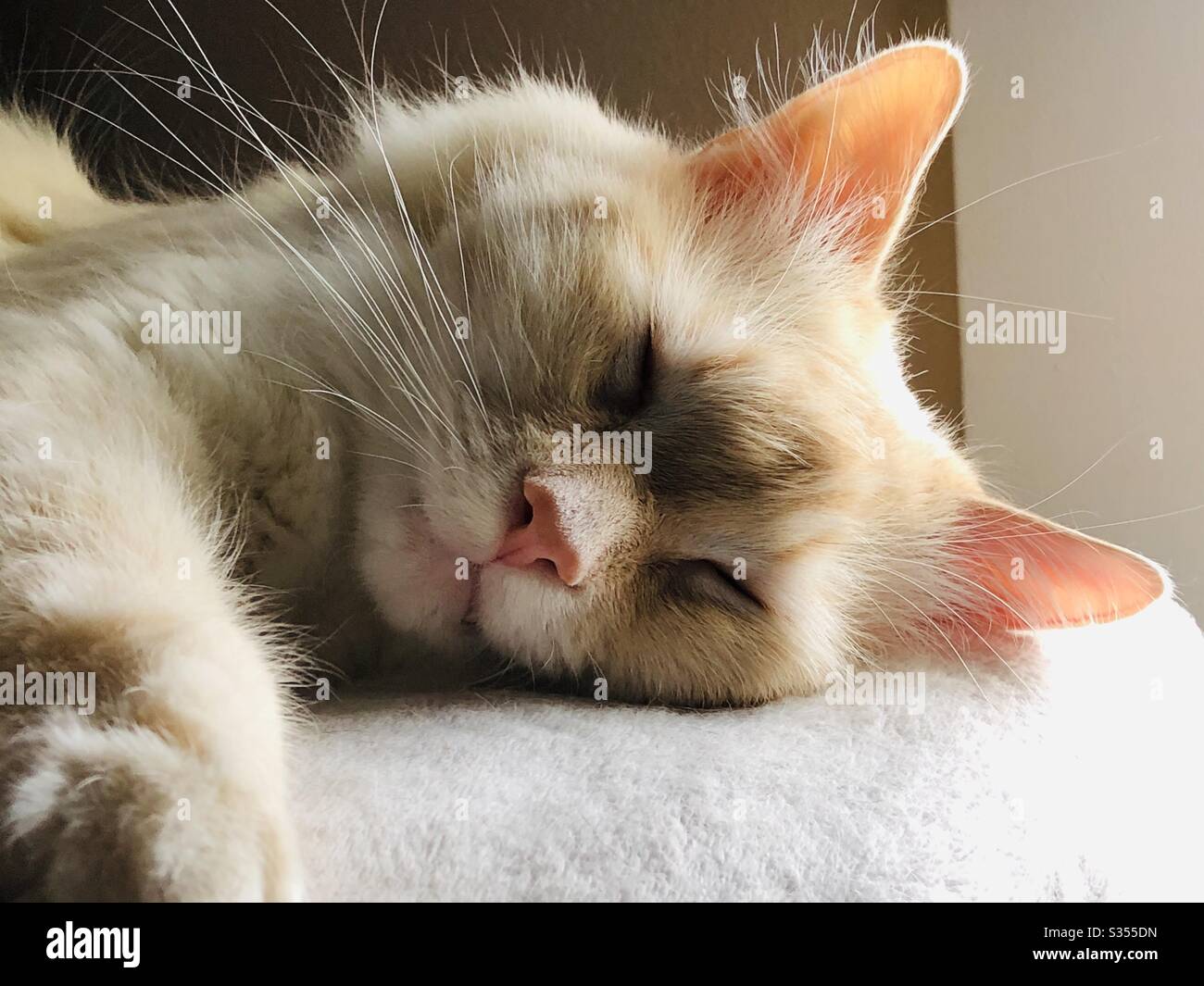 Red point siamese hi-res stock photography and images - Alamy