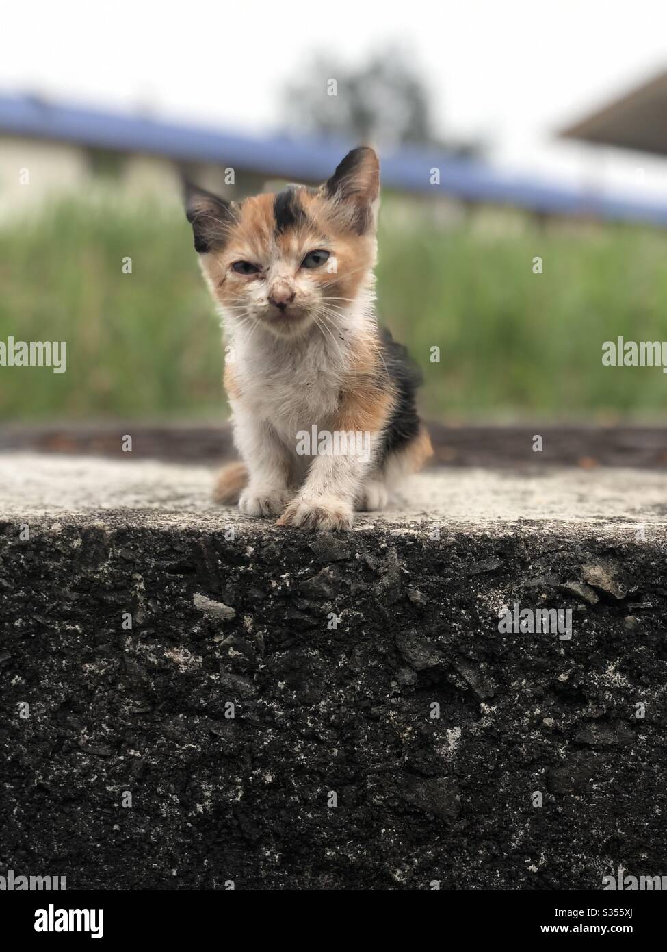 Fierce kitten hi-res stock photography and images - Alamy