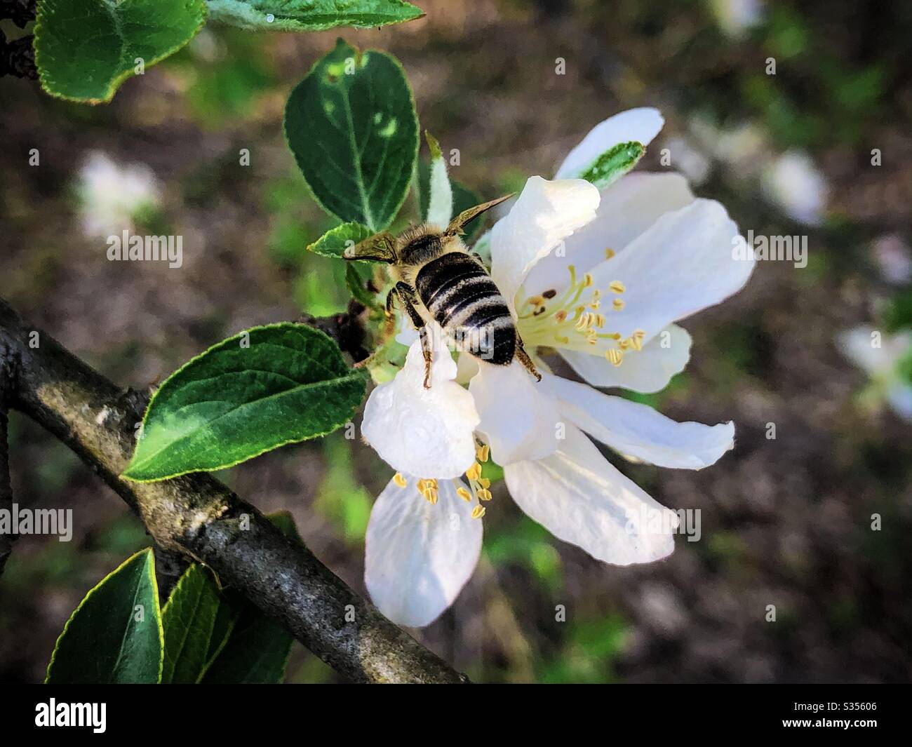 Zoom in on spring flowers hi-res stock photography and images - Alamy