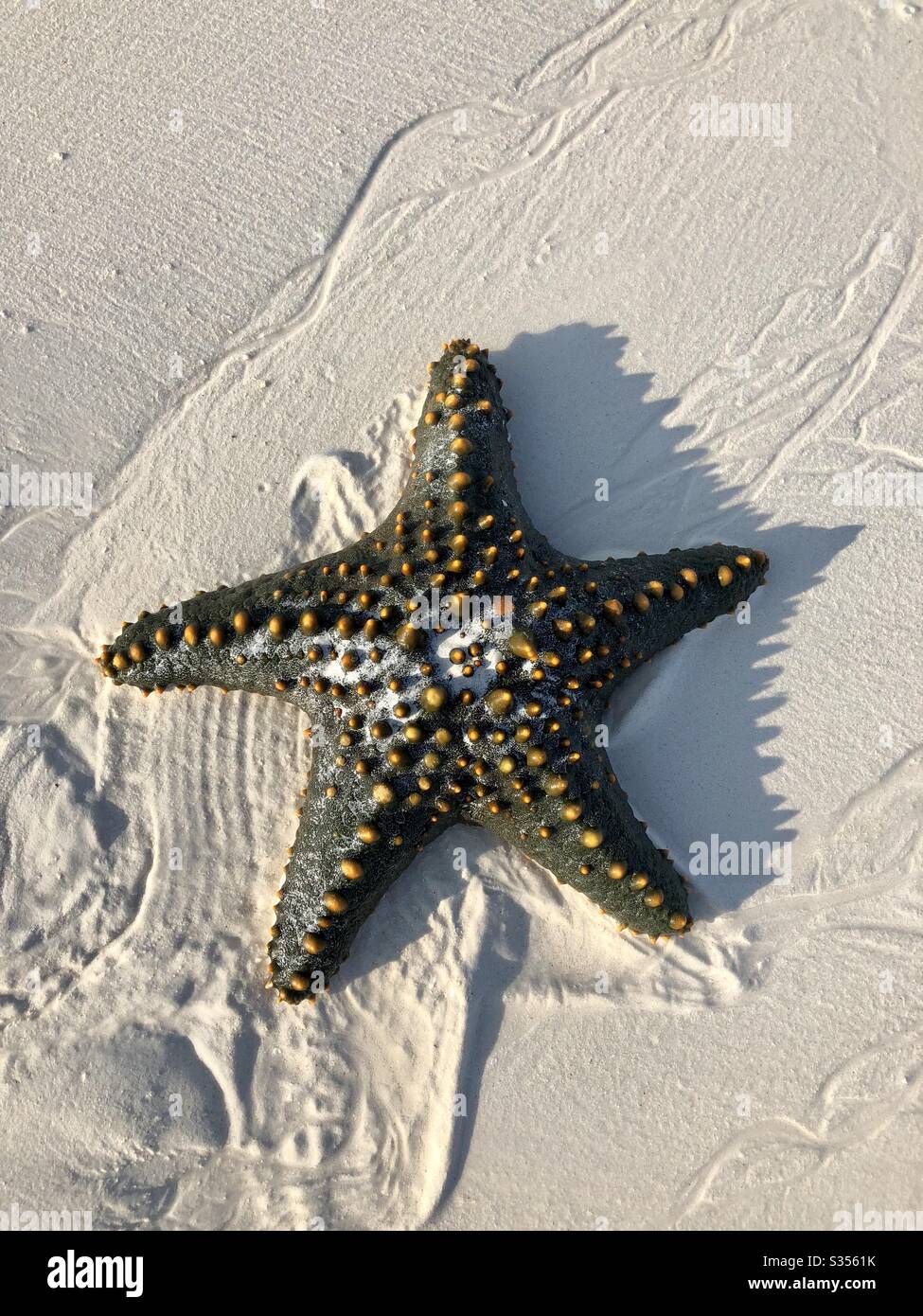 Star fish hi-res stock photography and images - Alamy