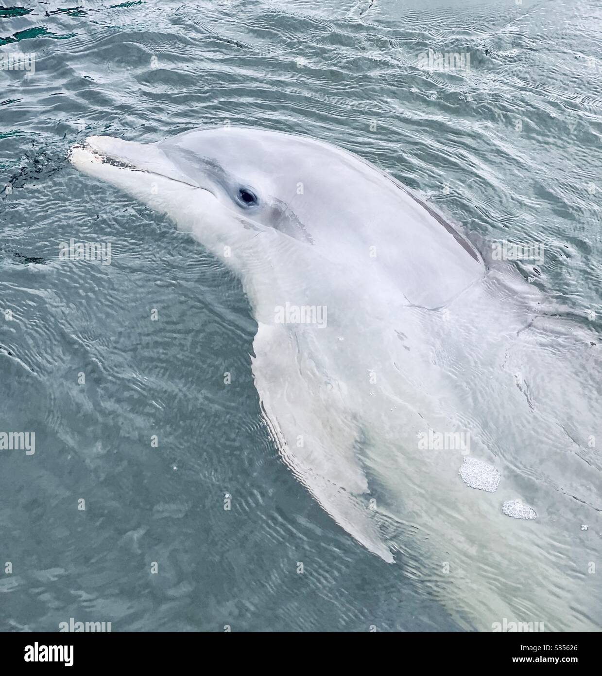 Florida keys dolphins hi-res stock photography and images - Alamy