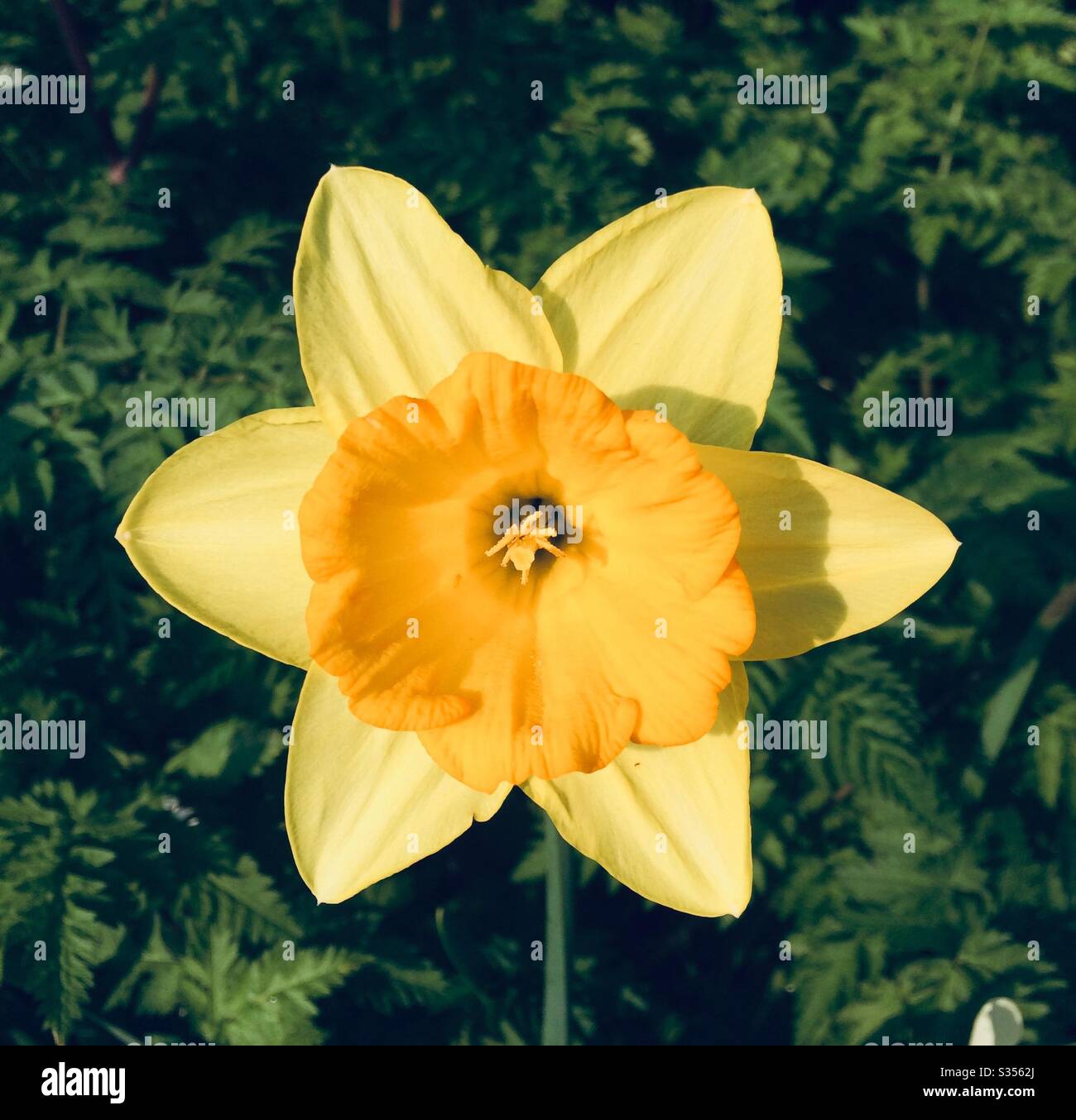 A single daffodil in spring Stock Photo - Alamy