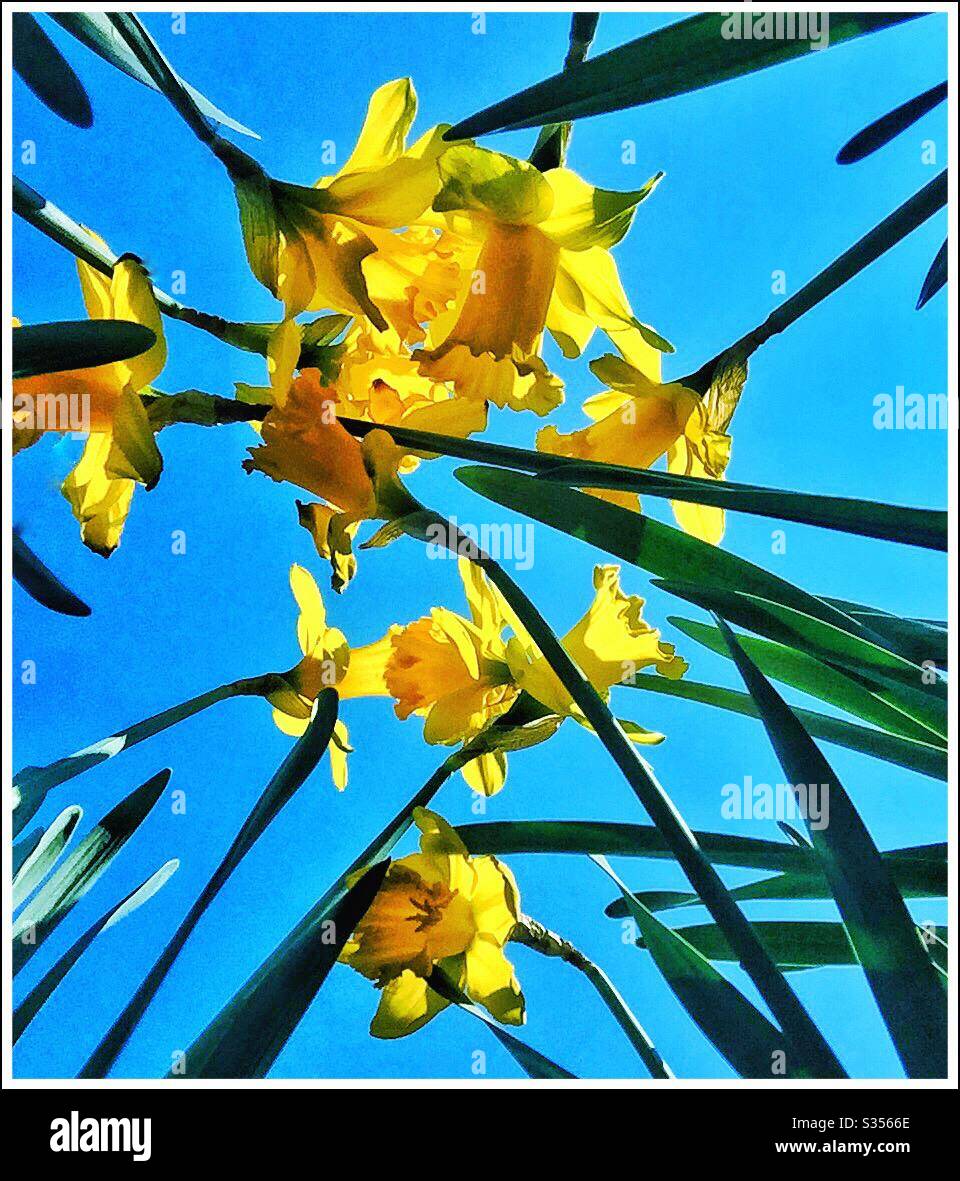 Underneath the daffodils Stock Photo - Alamy
