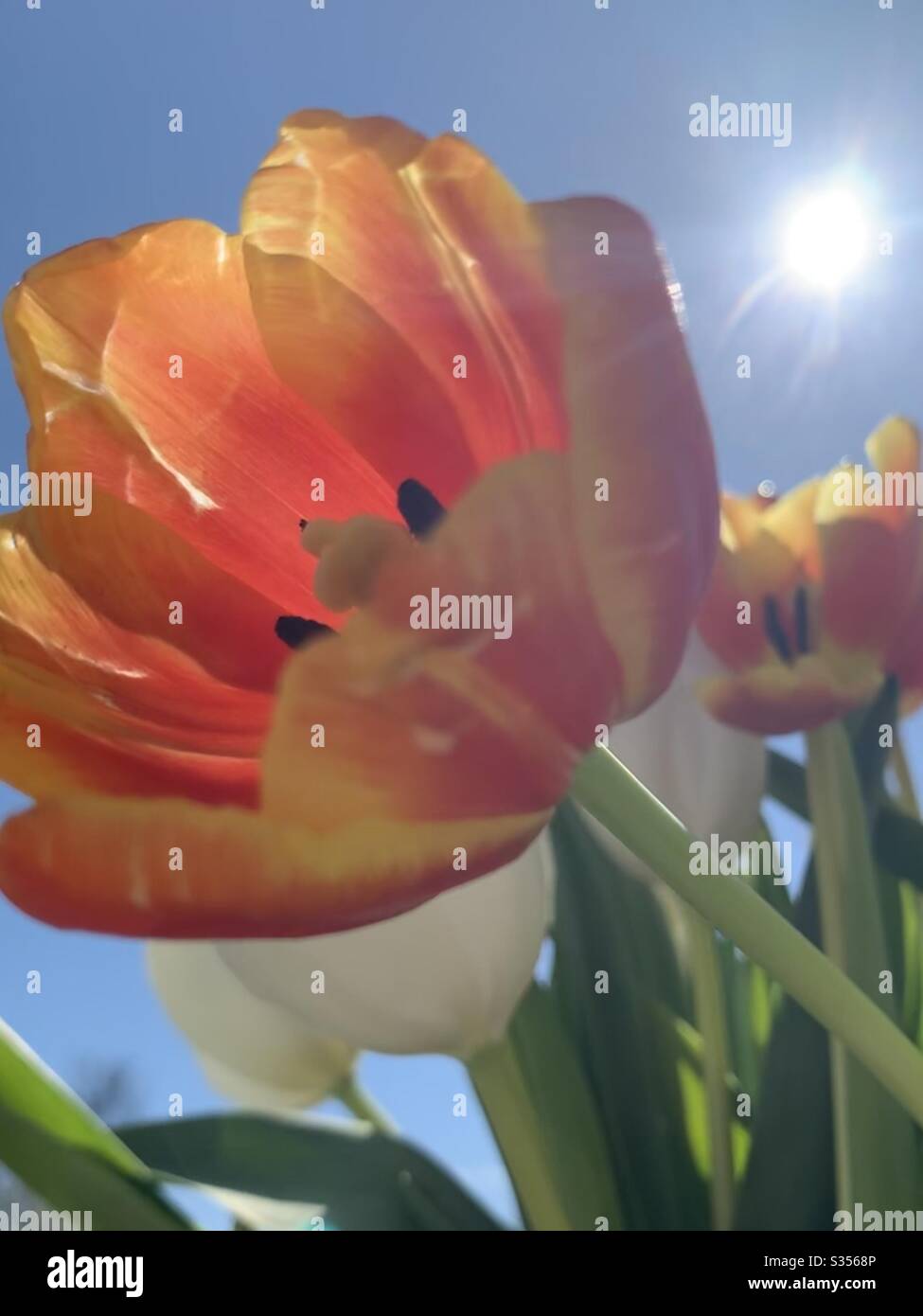Open tulip hi-res stock photography and images - Alamy