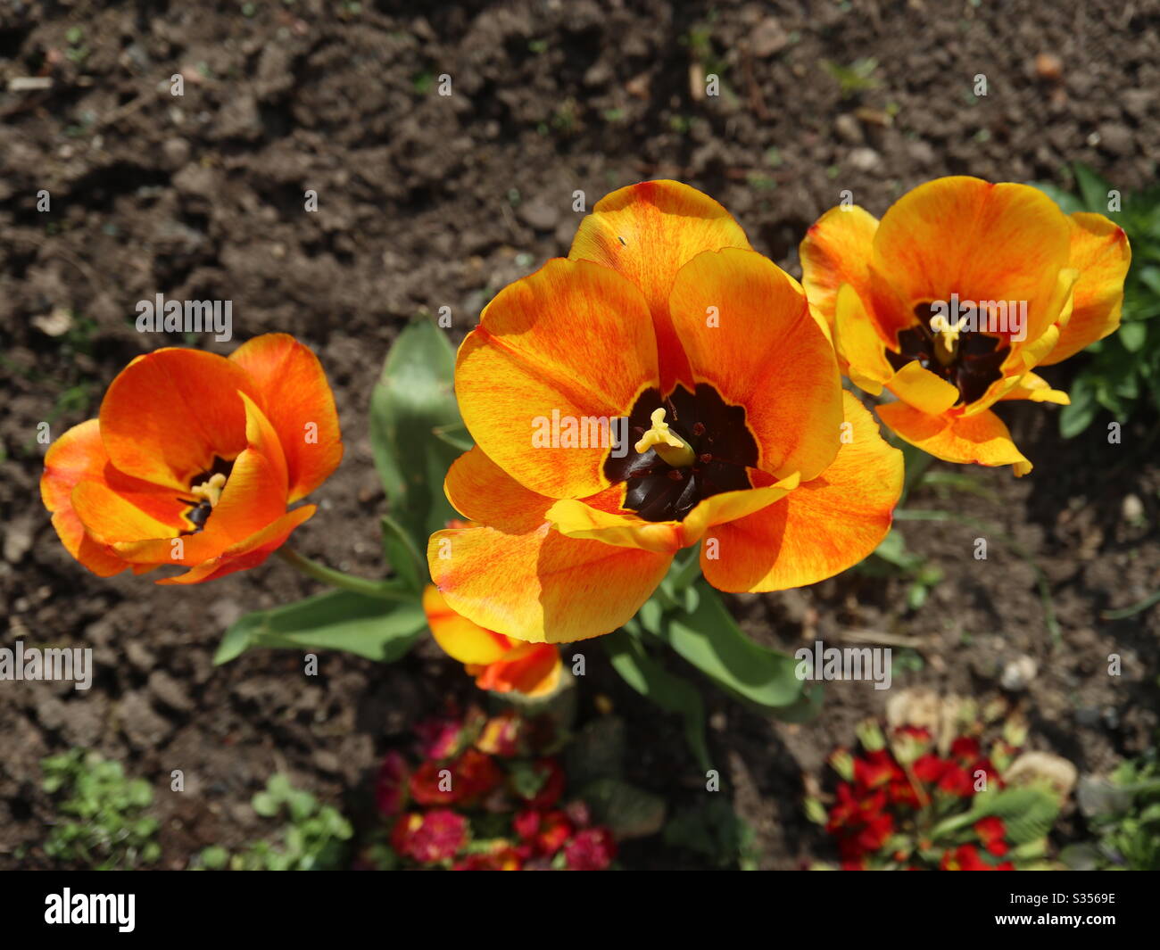 Tulip, in trio Stock Photo - Alamy