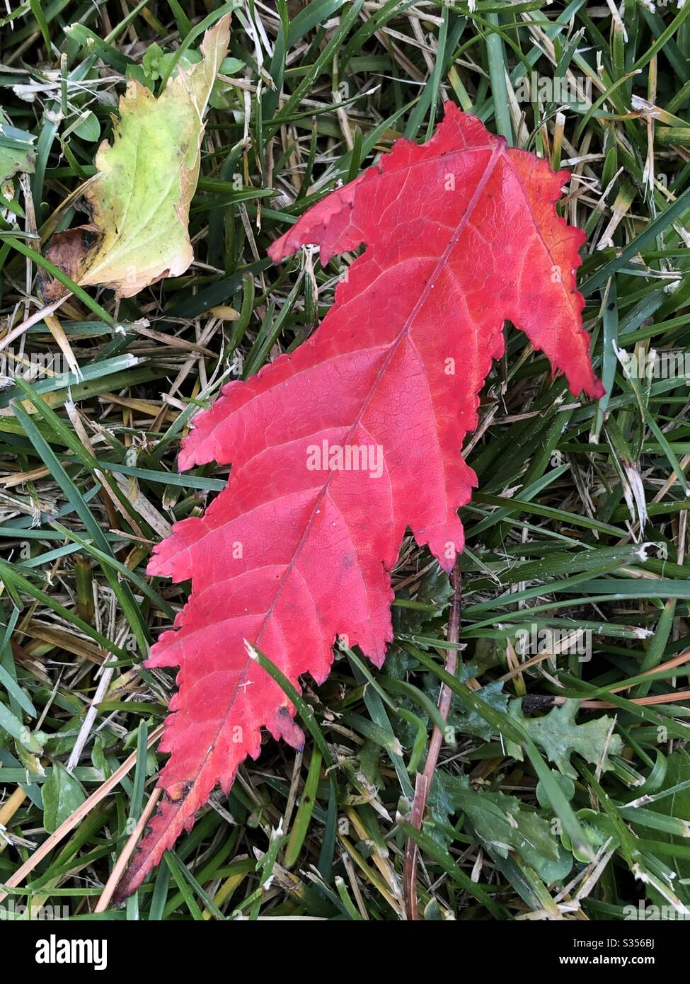 Bright red leaf hi-res stock photography and images - Alamy
