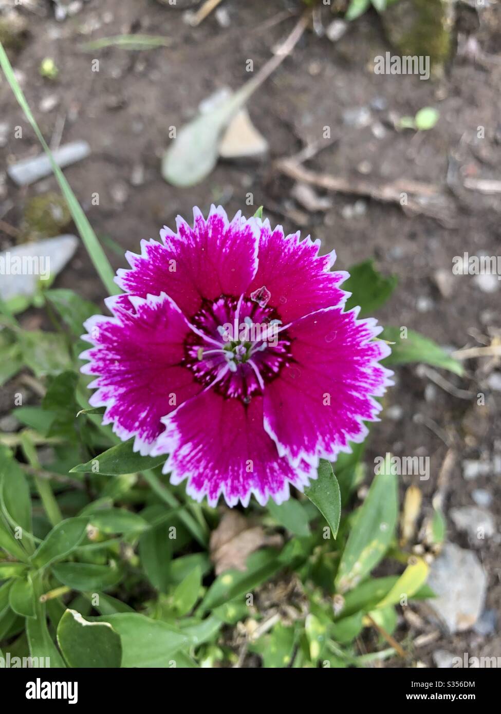 Solo fuchsia hi-res stock photography and images - Alamy