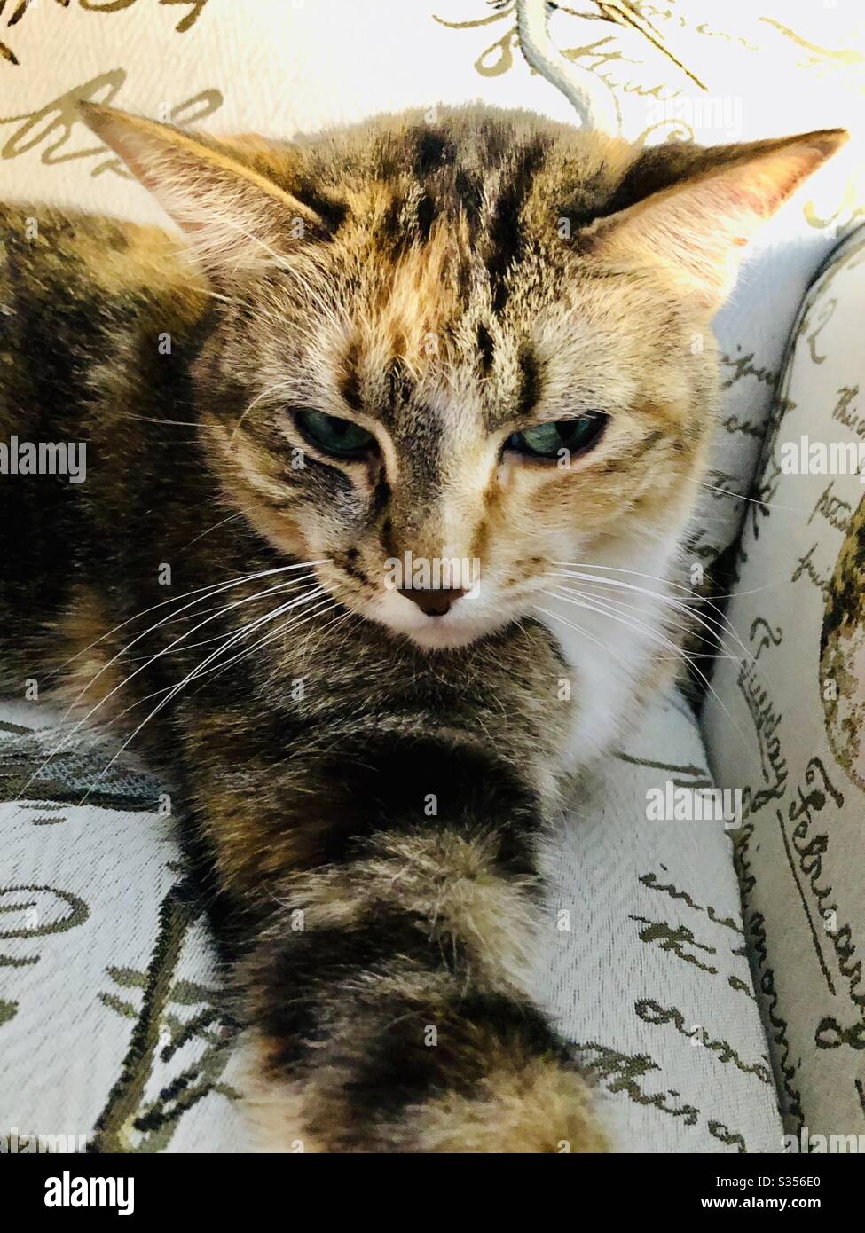 Pretty calico cat with green eyes Stock Photo - Alamy