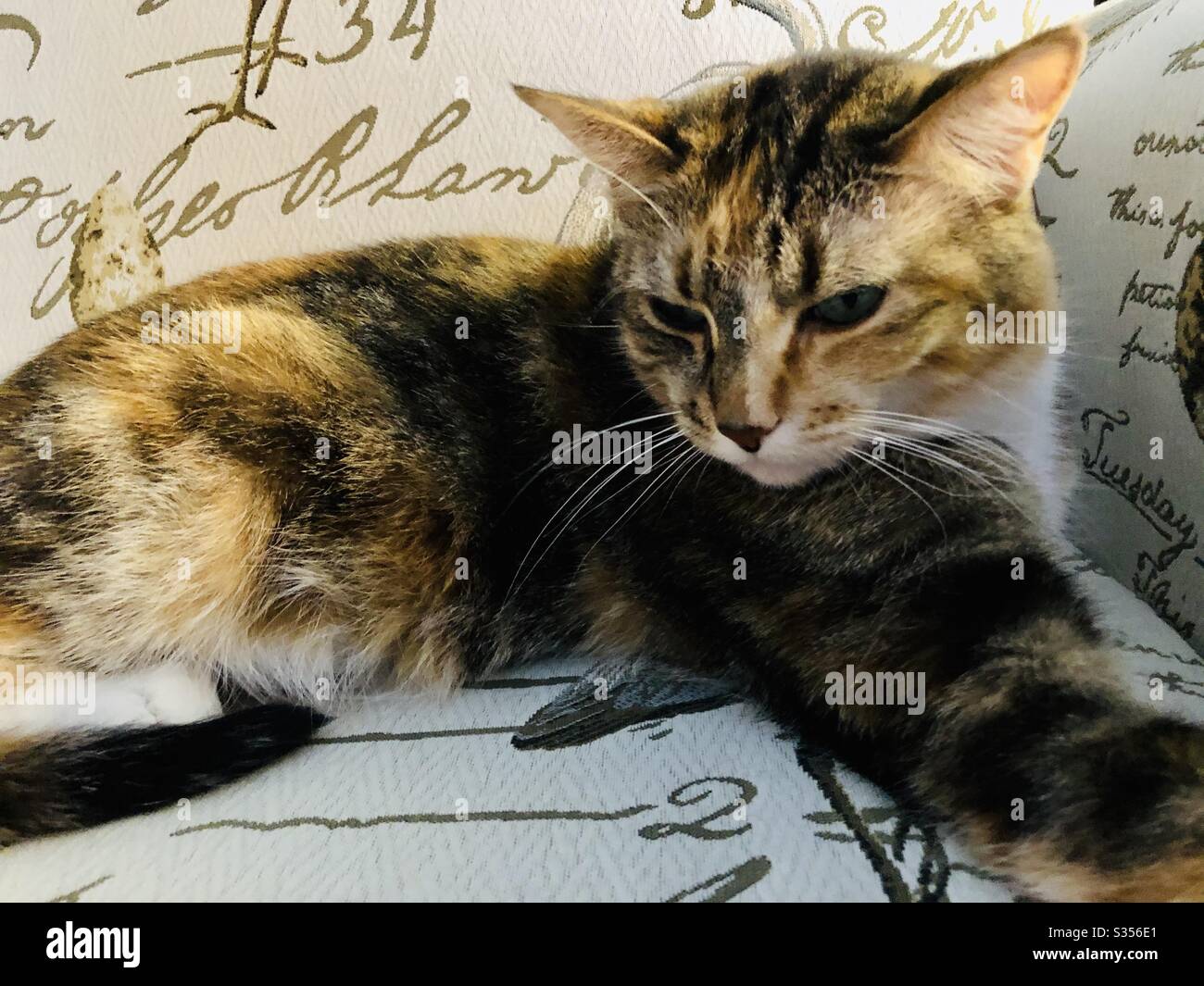 Gorgeous calico cat hi-res stock photography and images - Alamy