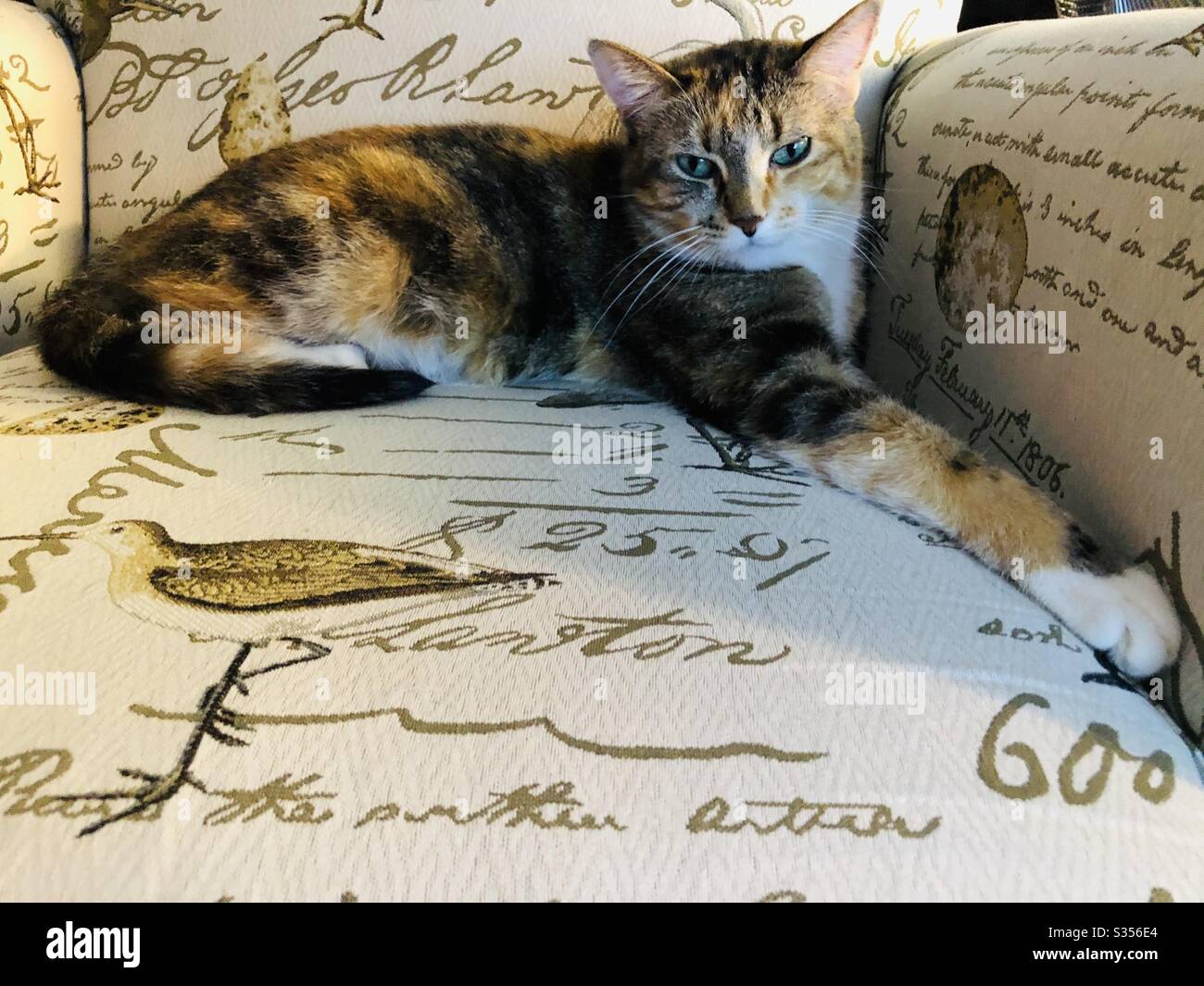 Pretty calico cat with green eyes Stock Photo - Alamy