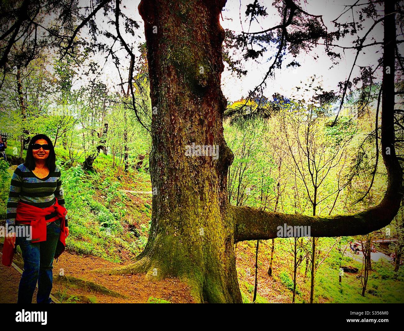 Tree routes hi-res stock photography and images - Alamy