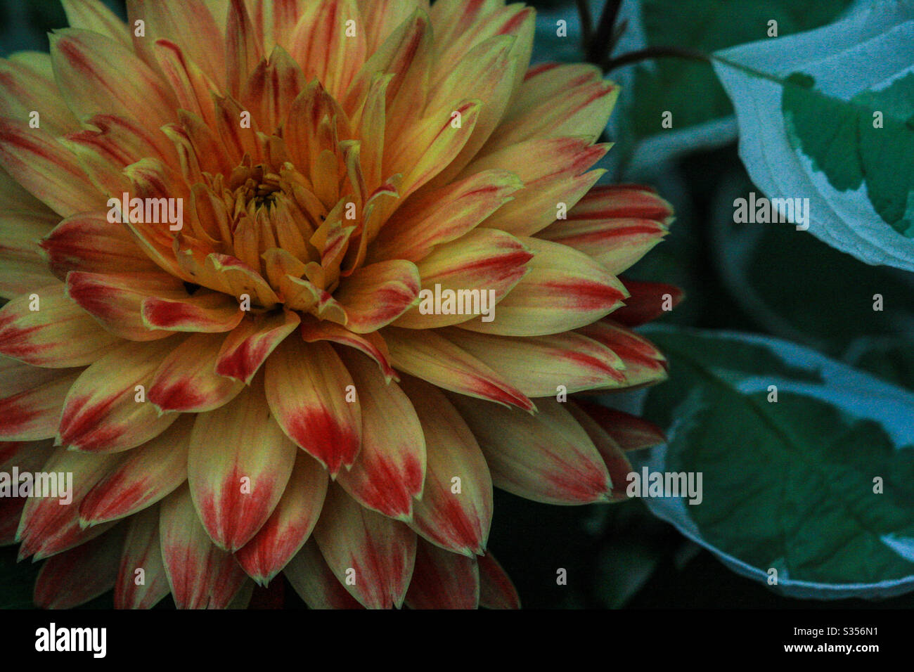 Red leaf yellow flower hi-res stock photography and images - Alamy