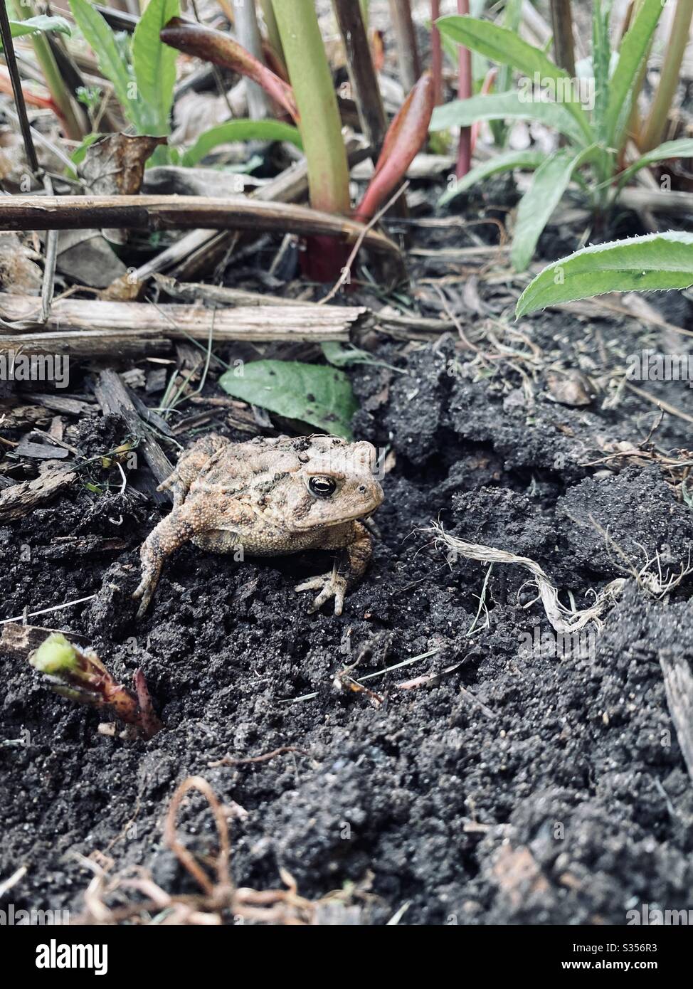Toad in garden hi-res stock photography and images - Alamy