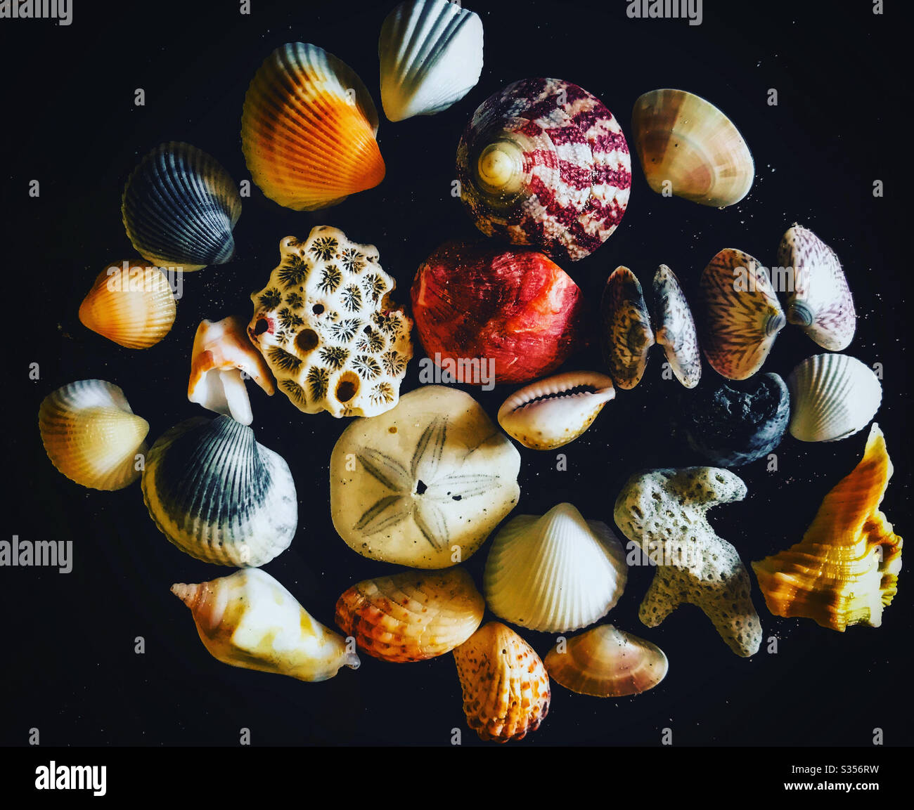 Sea seashells hi-res stock photography and images - Alamy