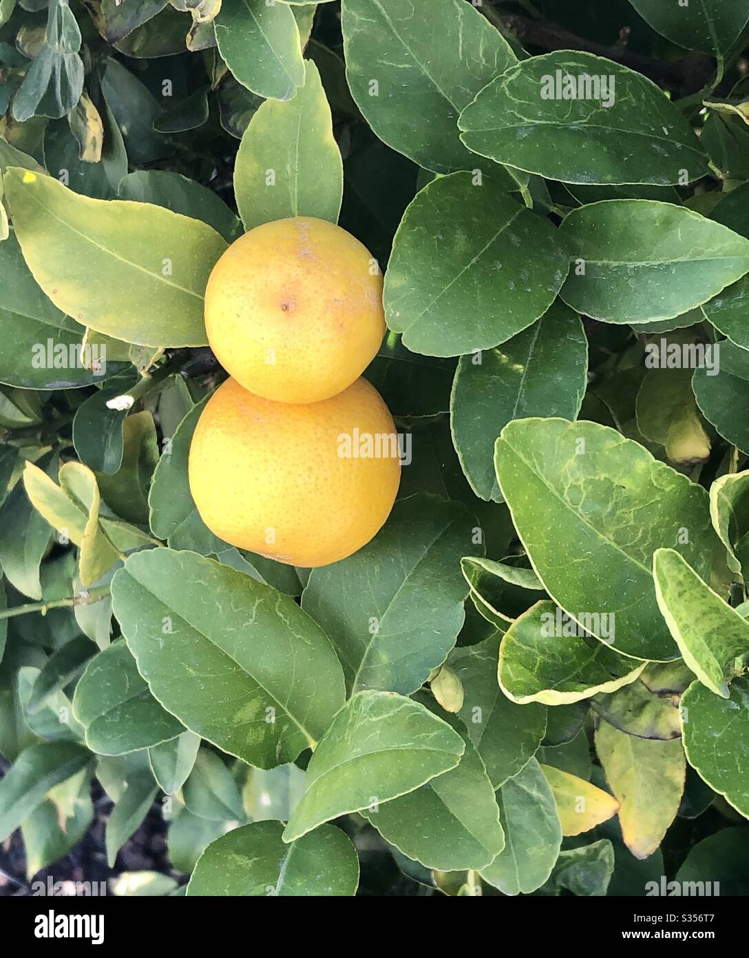 Pink Grapefruit Tree