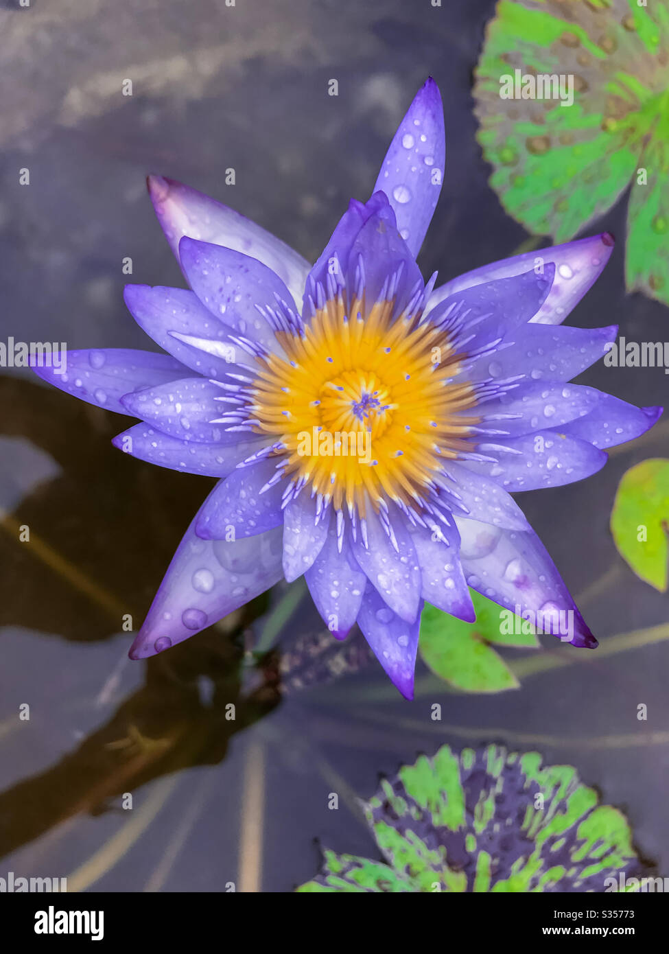 Rain lotus hi-res stock photography and images - Alamy