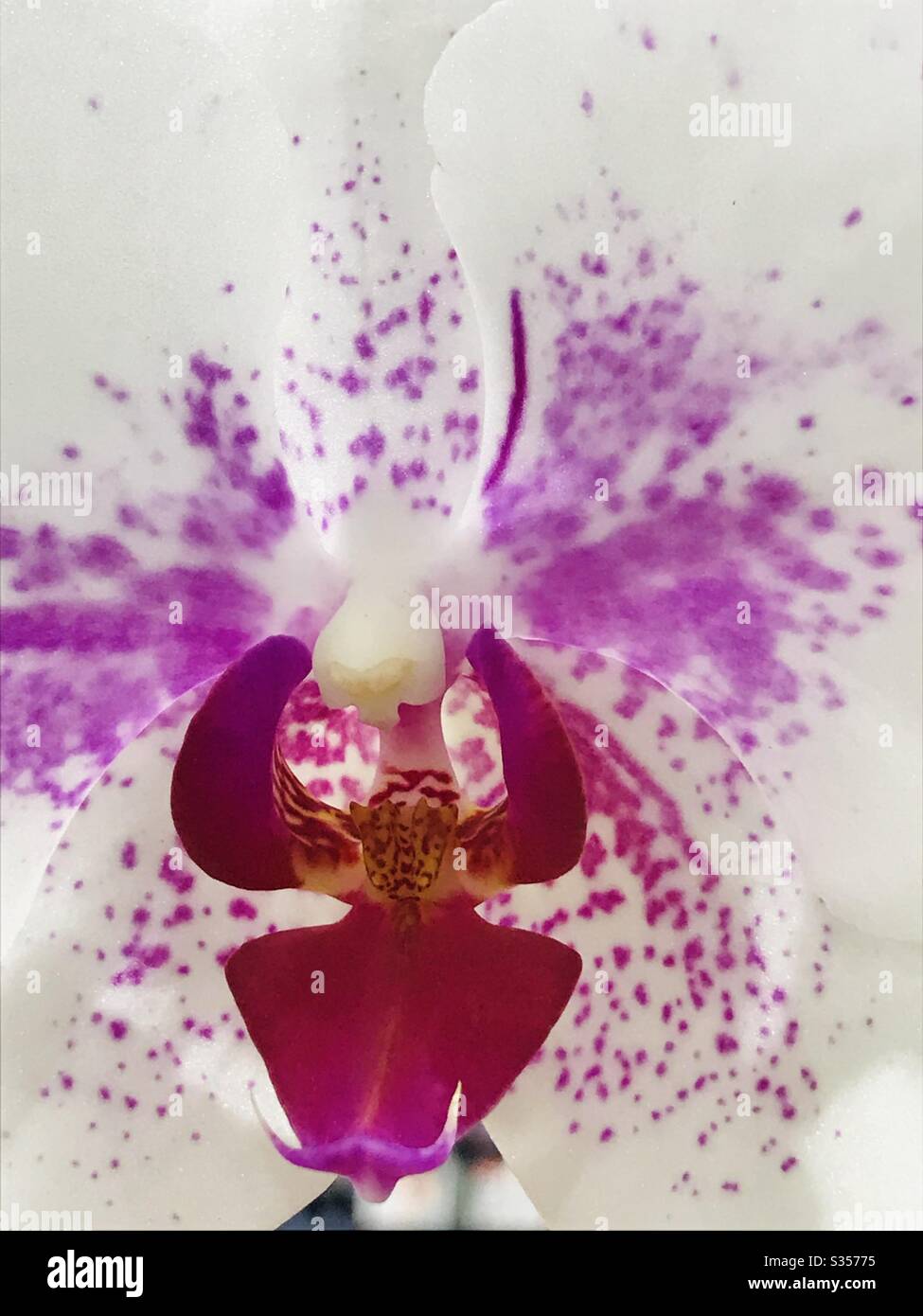 white Moth orchid with purple lip & purple freckles, while closely look ...