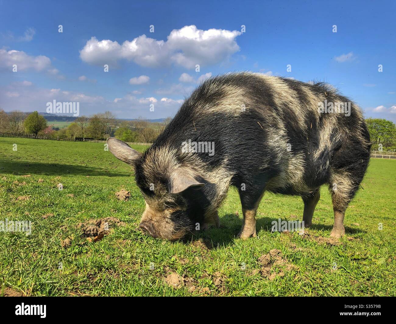 Pig for eating hi-res stock photography and images - Alamy