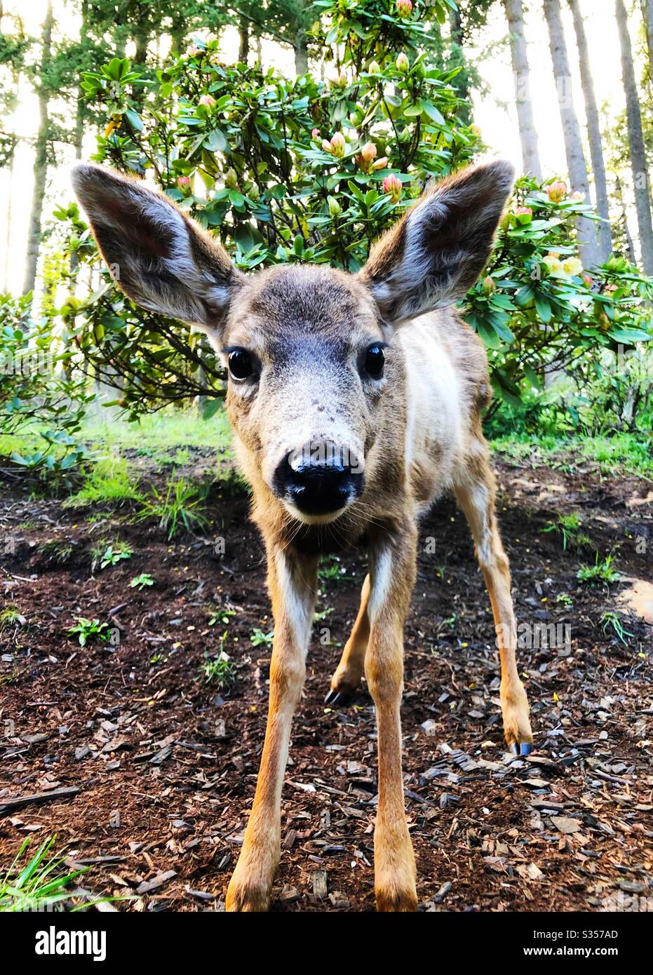 Deer close up hi-res stock photography and images - Alamy