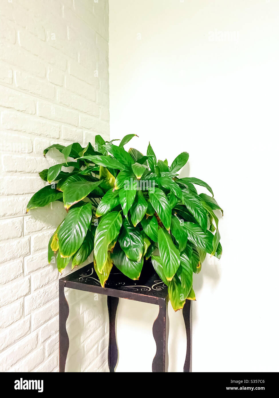 Lily plant hi-res stock photography and images - Alamy