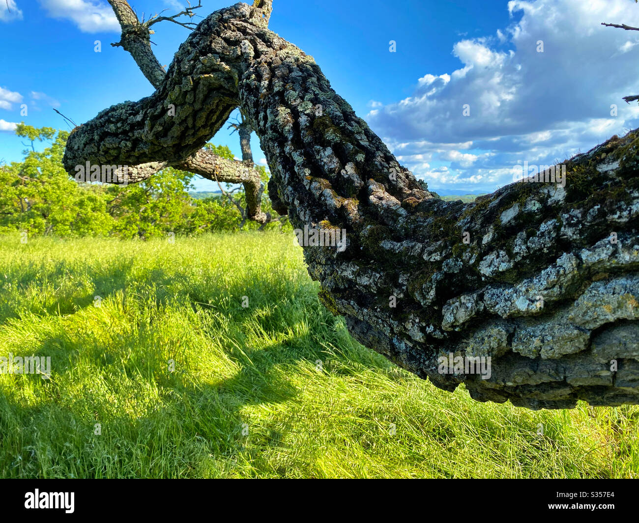 Long oak branch in a meadow Stock Photo - Alamy