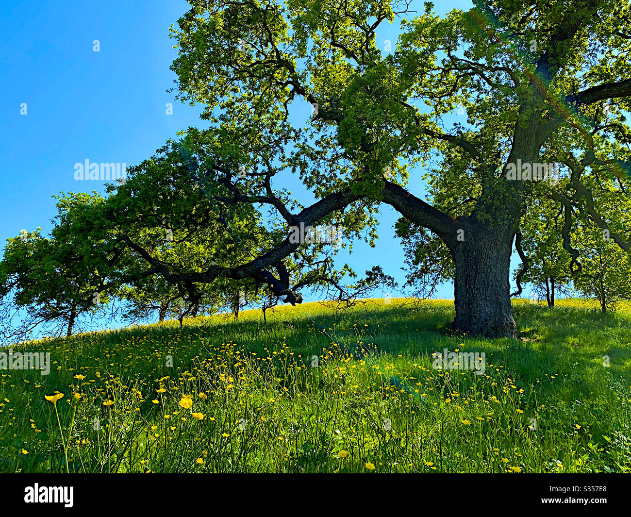Oak tree in a meadow withbuttercups Stock Photo - Alamy