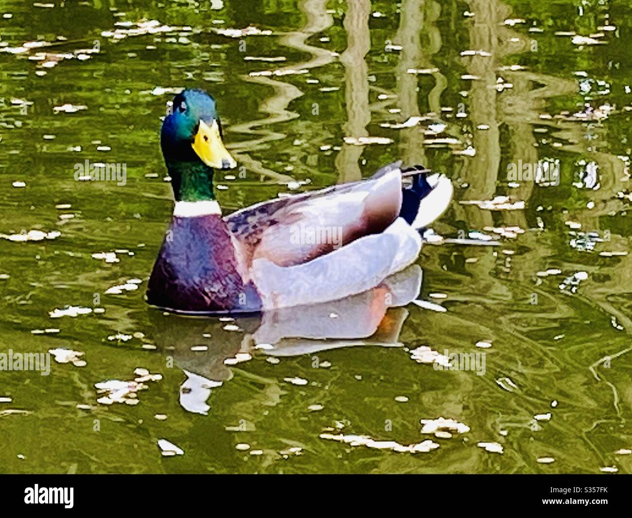 Posing duck hi-res stock photography and images - Alamy