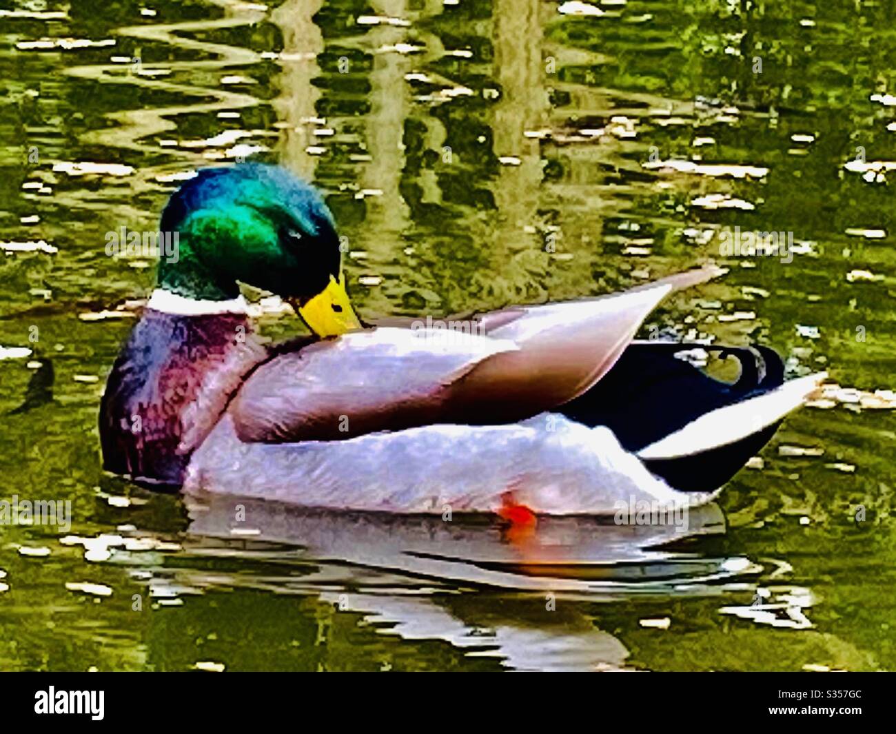 Duck paddling hi-res stock photography and images - Alamy
