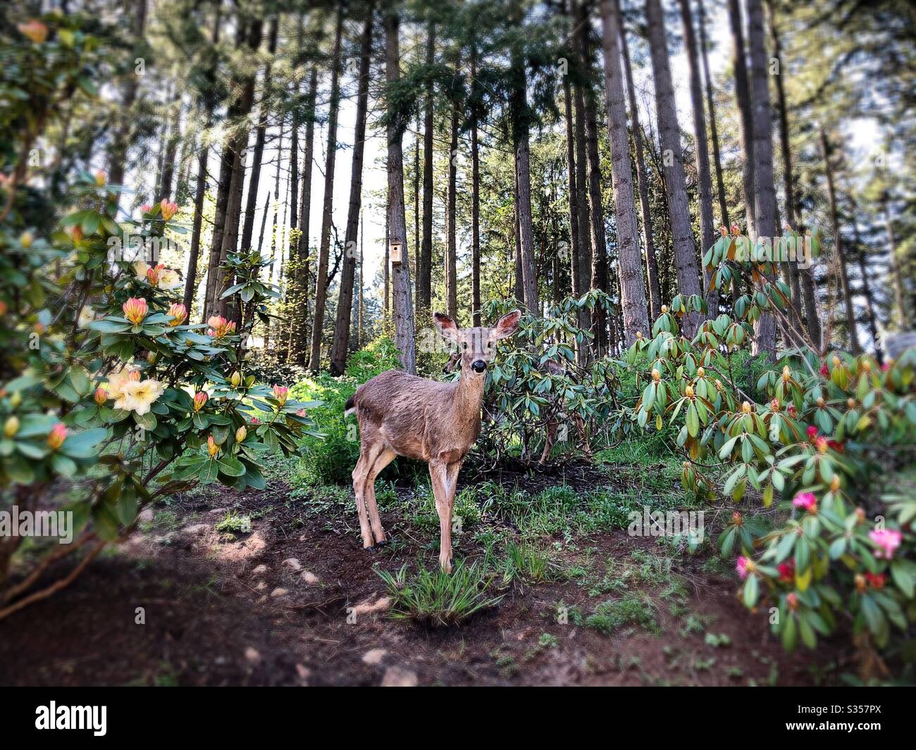 Deer And Rhododendron