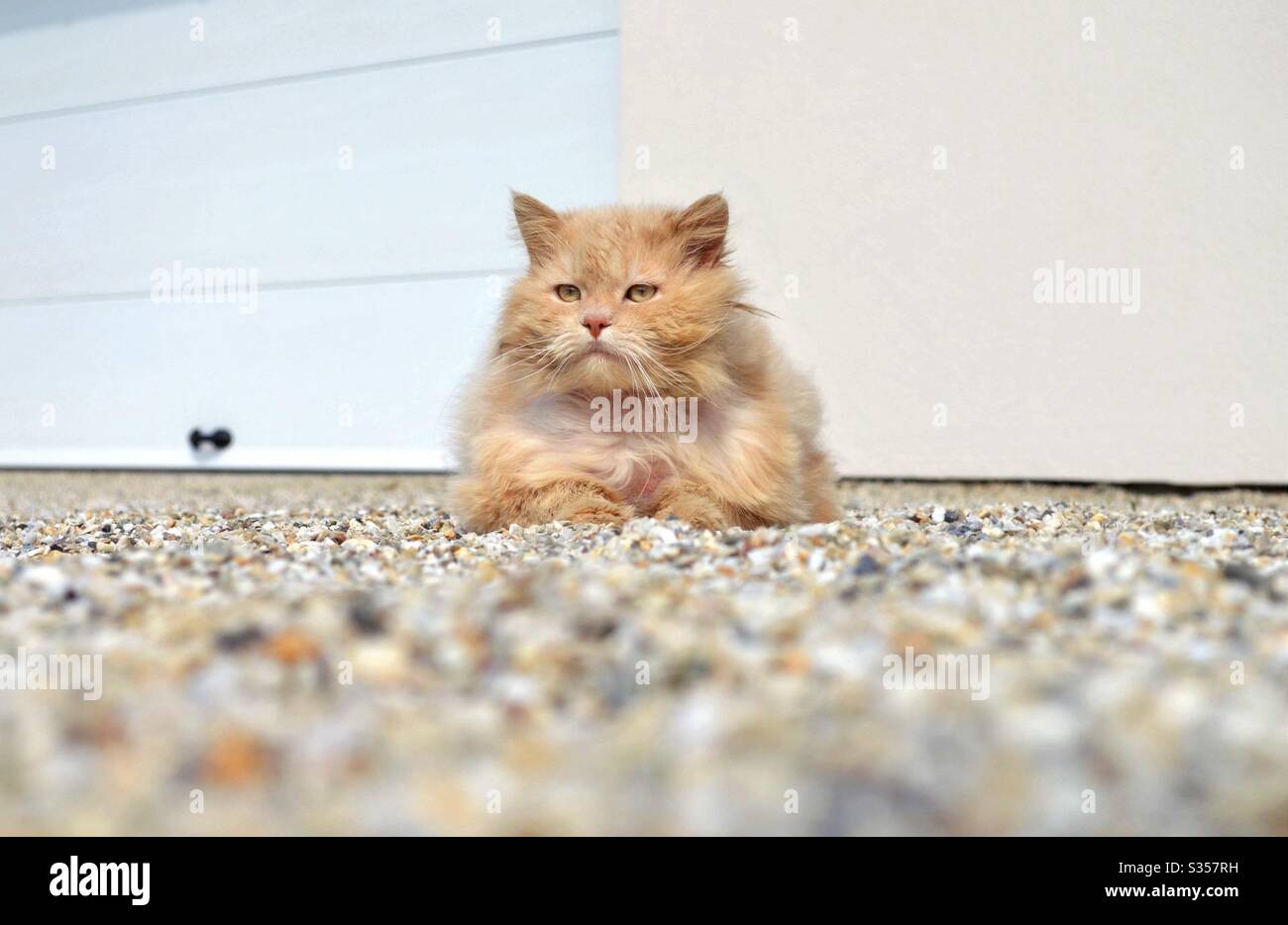 Goldy hi-res stock photography and images - Alamy