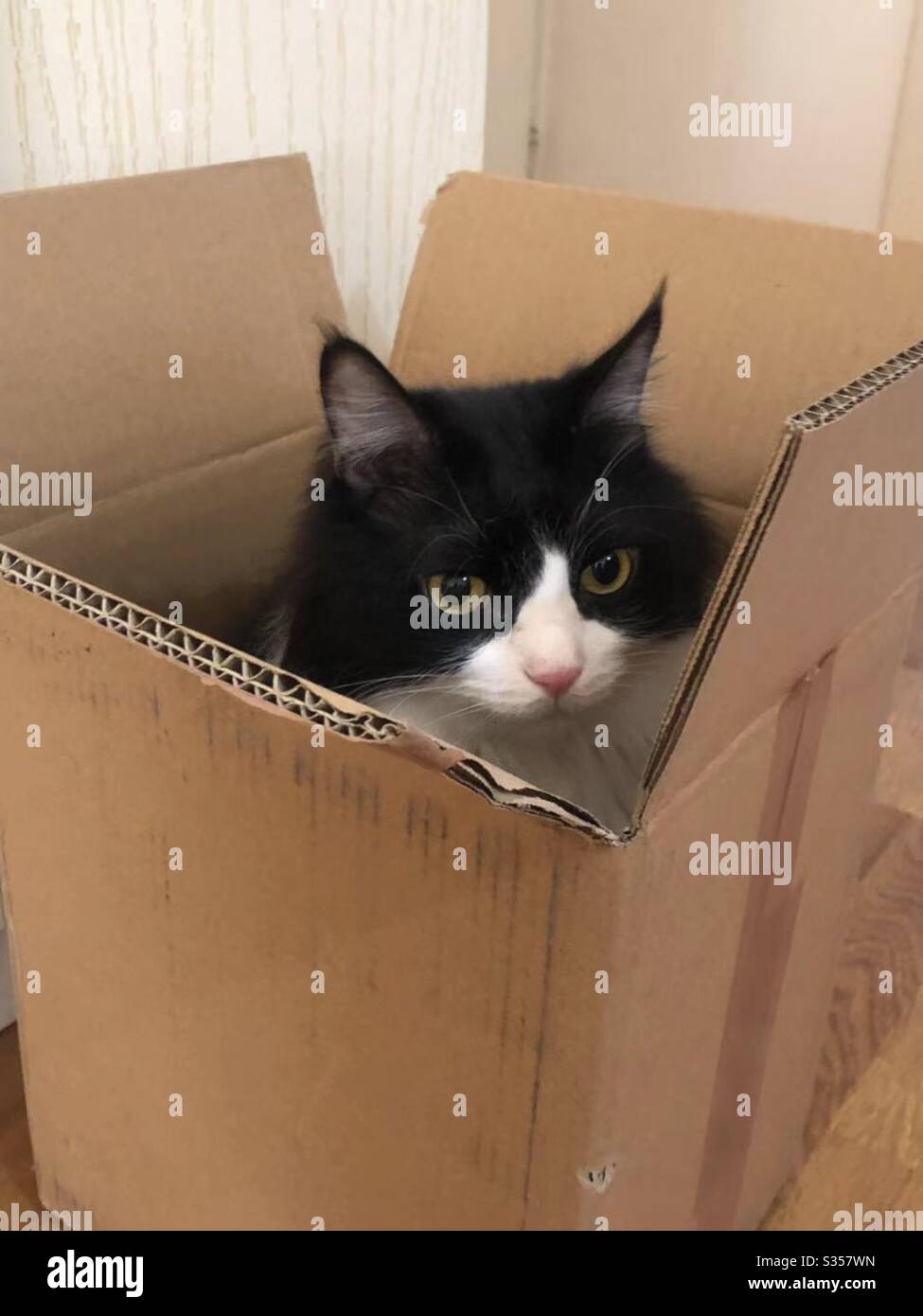 Cat in the box Stock Photo - Alamy