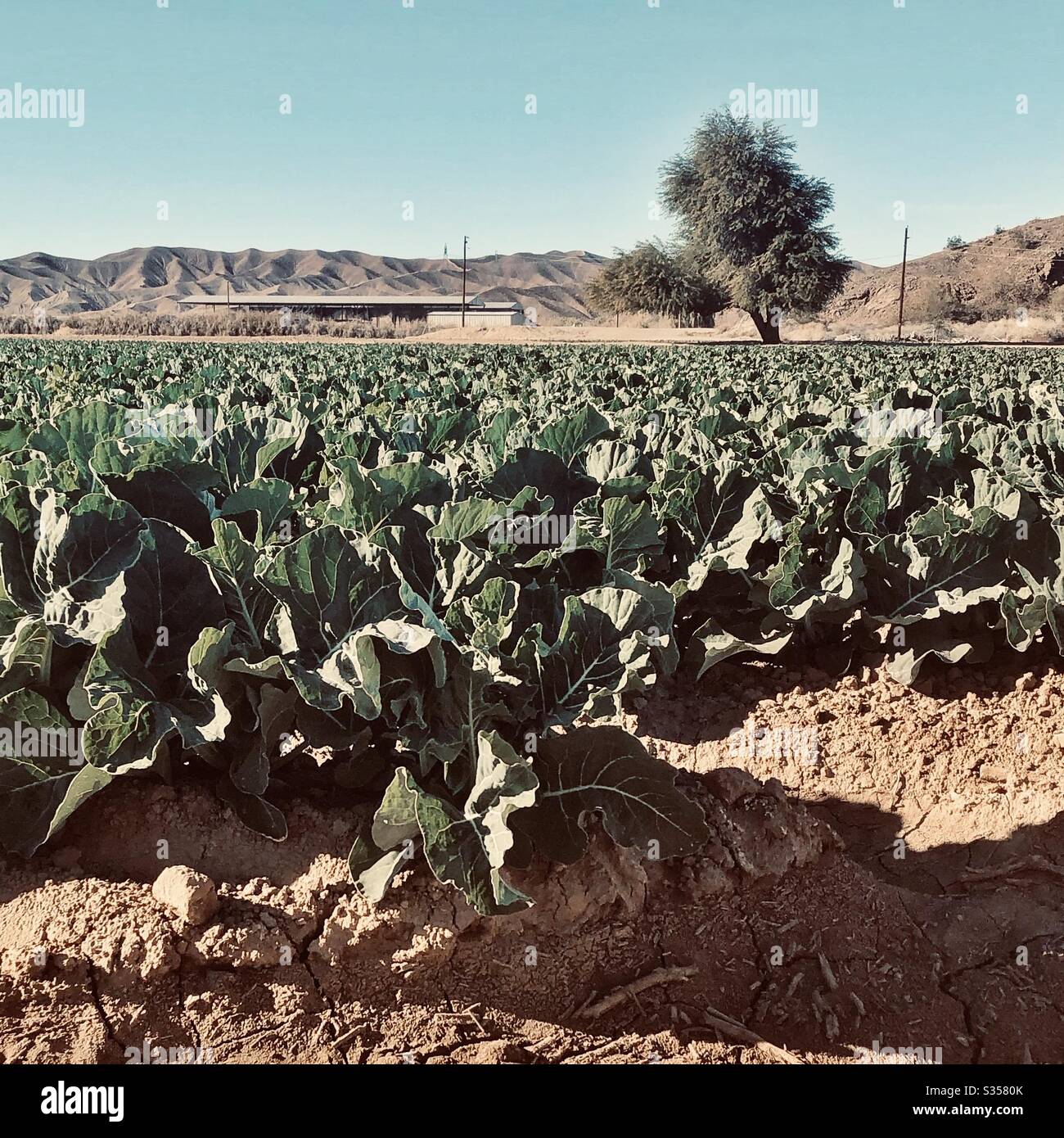 Fields of vegetables hi-res stock photography and images - Alamy