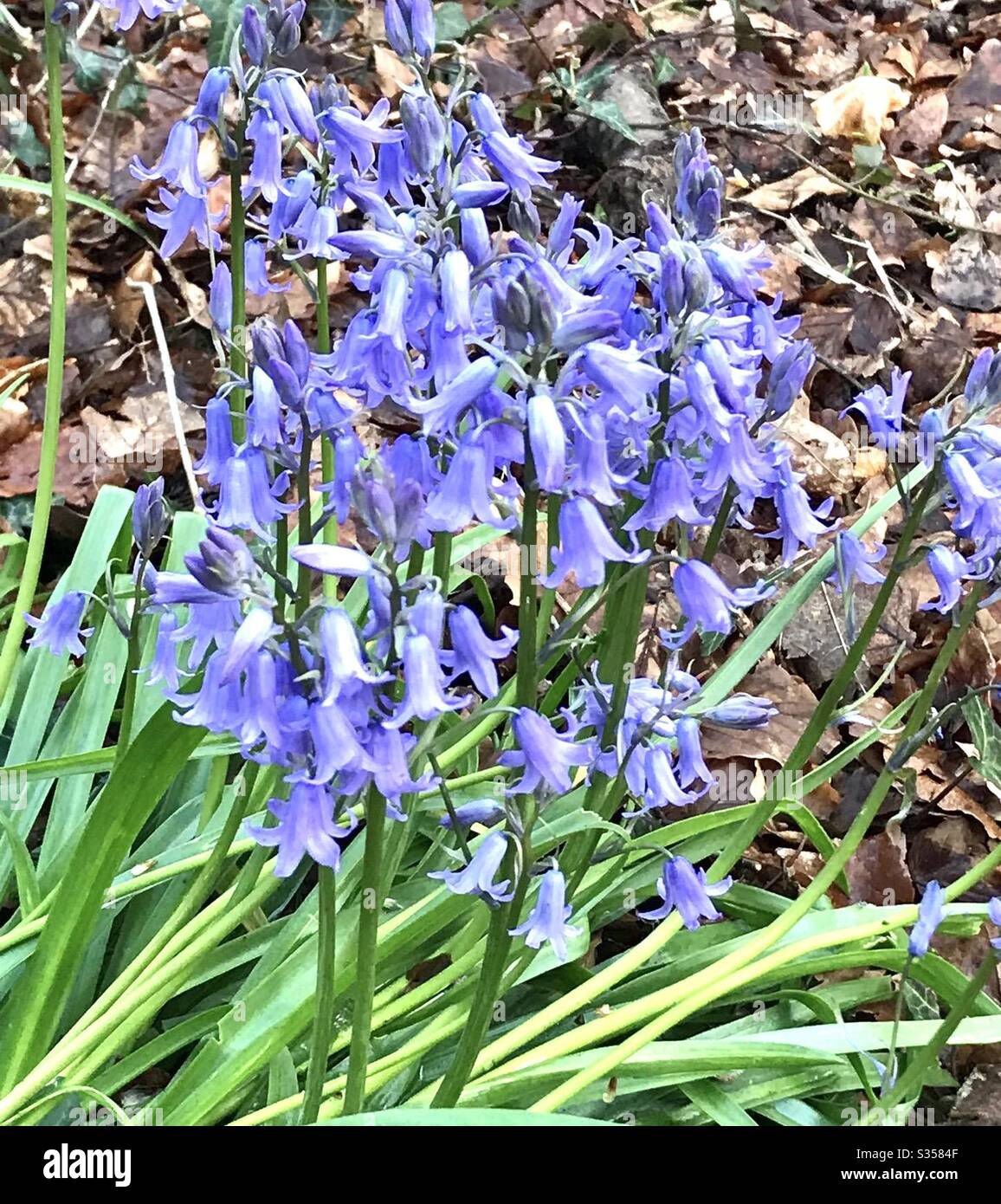 Blue bells in woods Stock Photo - Alamy