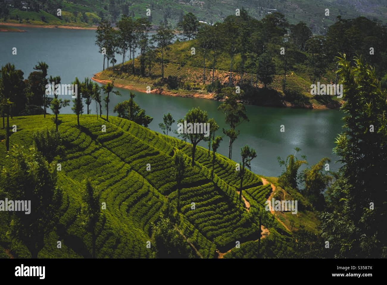 Ceylon tea estate Stock Photo - Alamy