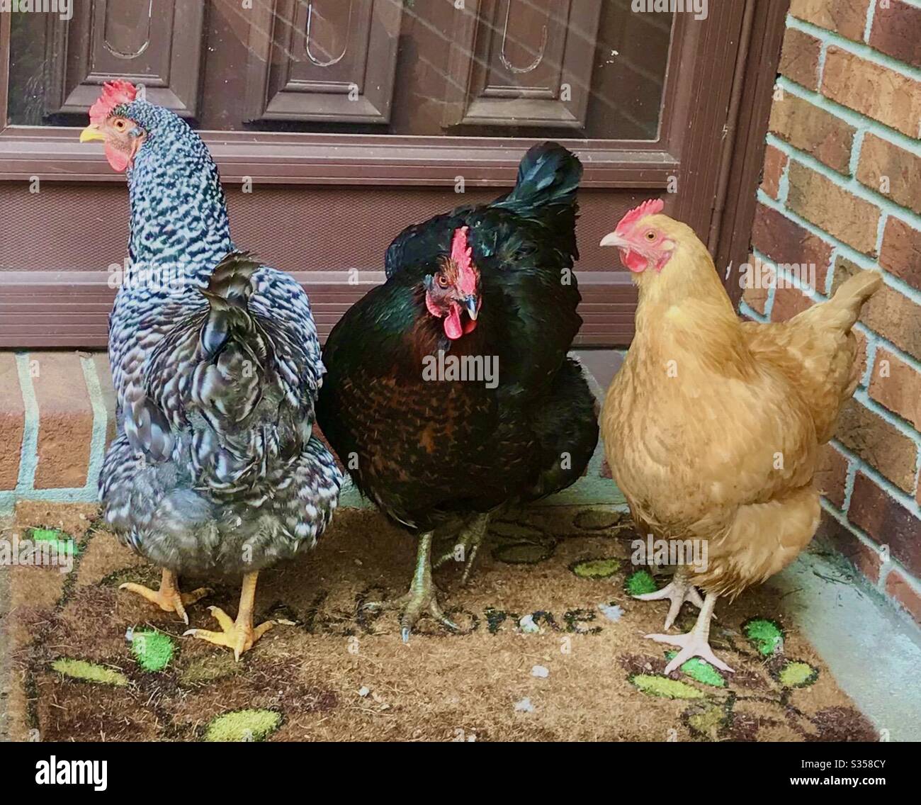 Multi colored hens hi-res stock photography and images - Alamy
