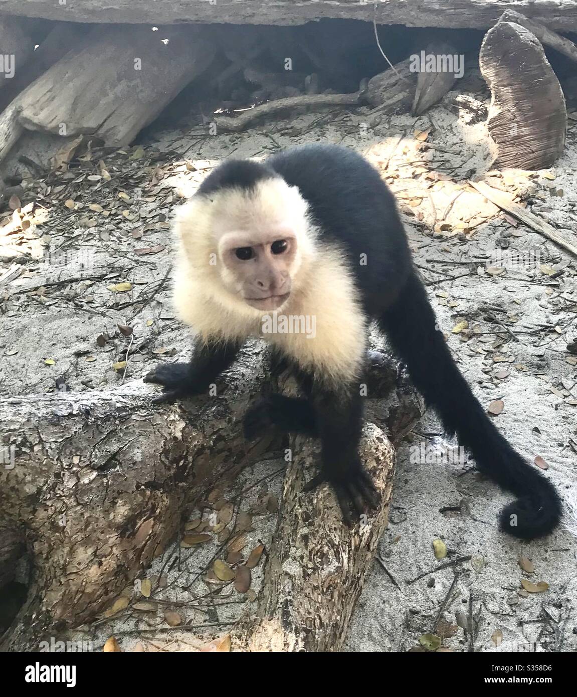 Cost an rican monkey hi-res stock photography and images - Alamy