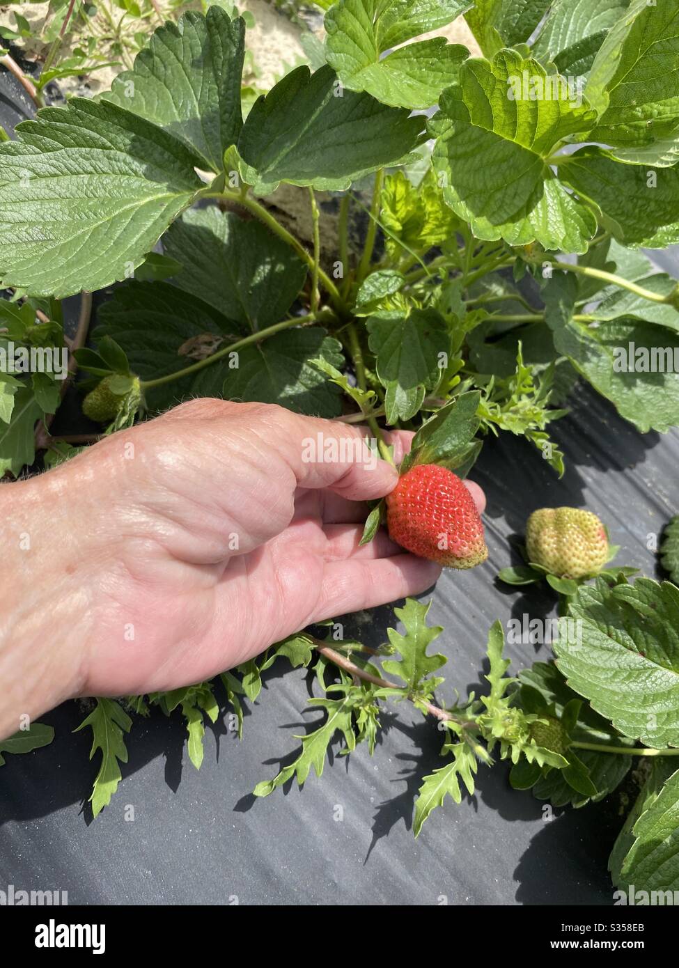 Fresh organic strawberry plant smartphone stock photos and images - Alamy