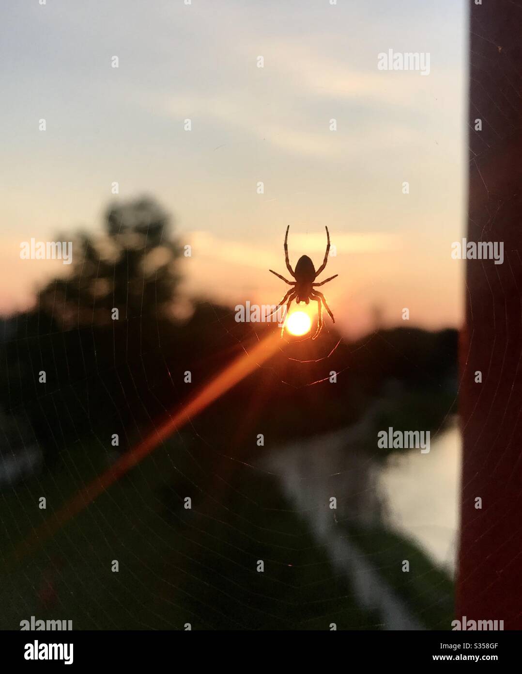 Spider sun hi-res stock photography and images - Alamy