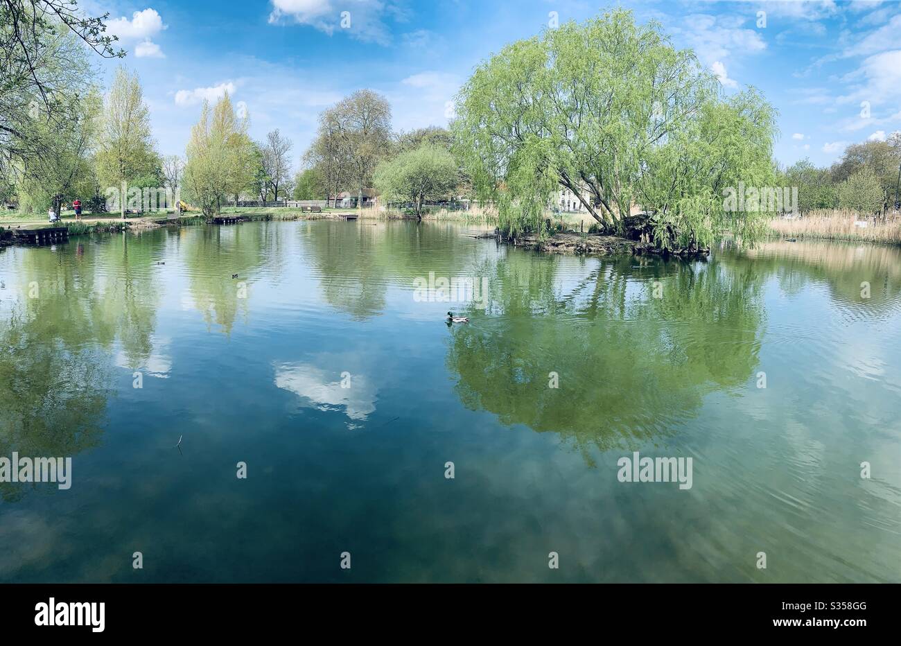 Reflection of trees in calm pond on Clapham Common Stock Photo - Alamy