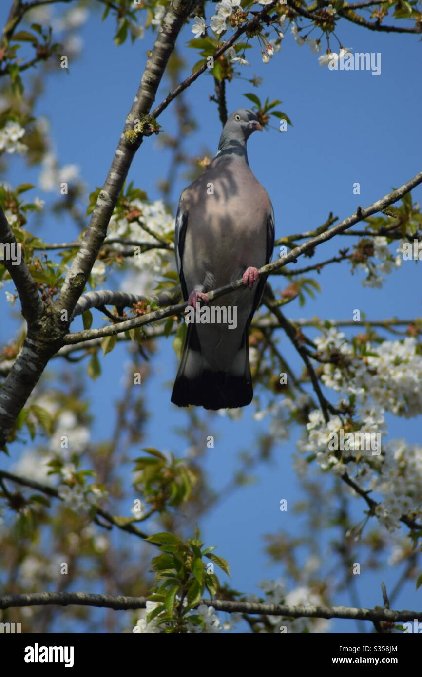 Pigeon in blossom hi-res stock photography and images - Alamy