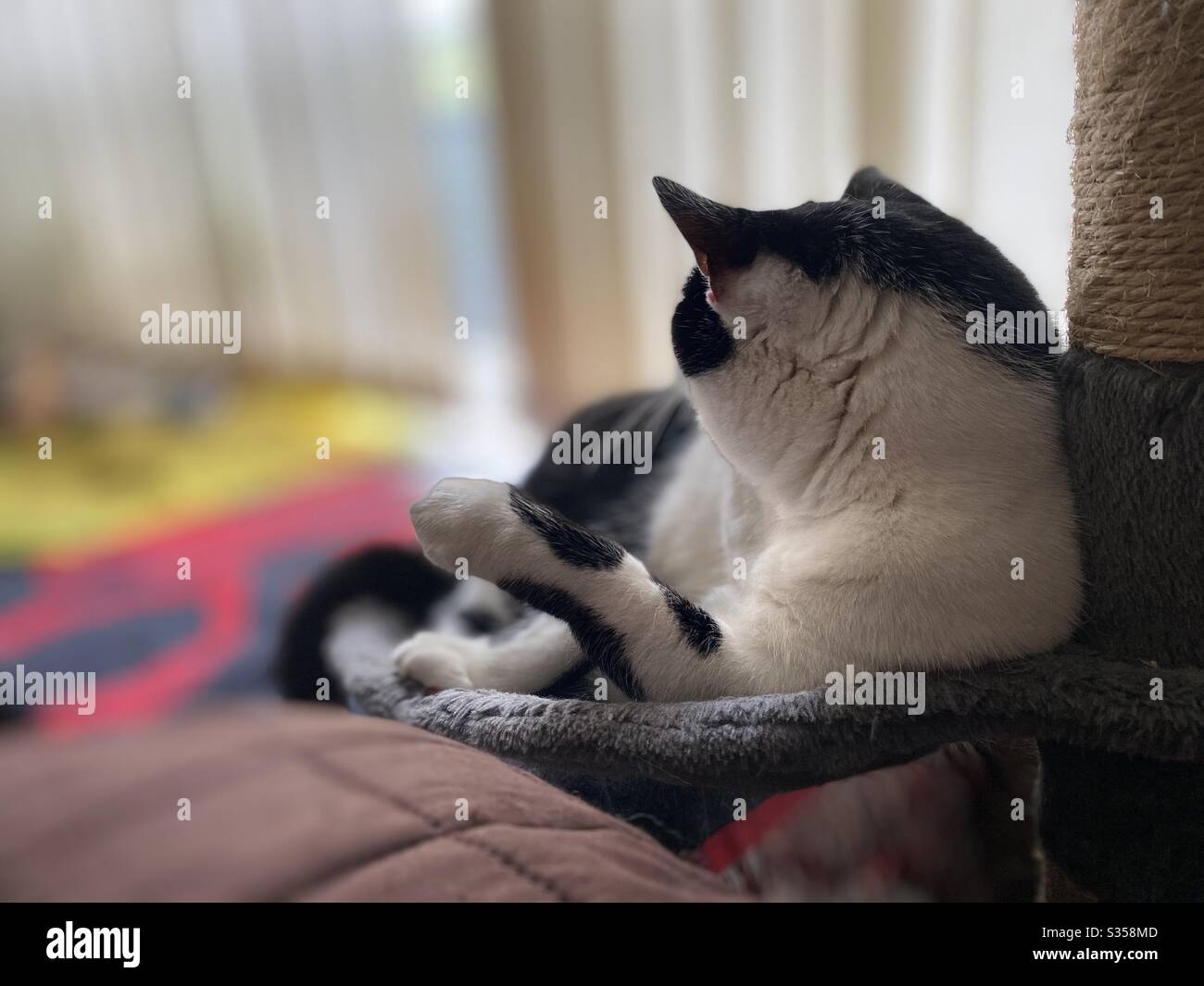 Cat paw in air hi-res stock photography and images - Alamy