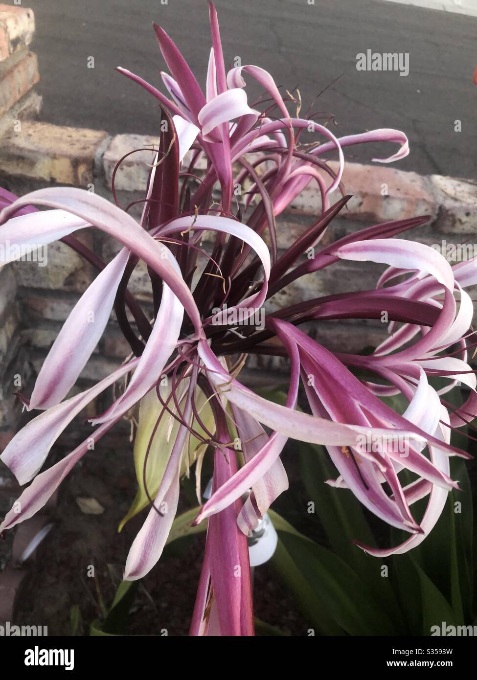 Tall lily hi-res stock photography and images - Alamy