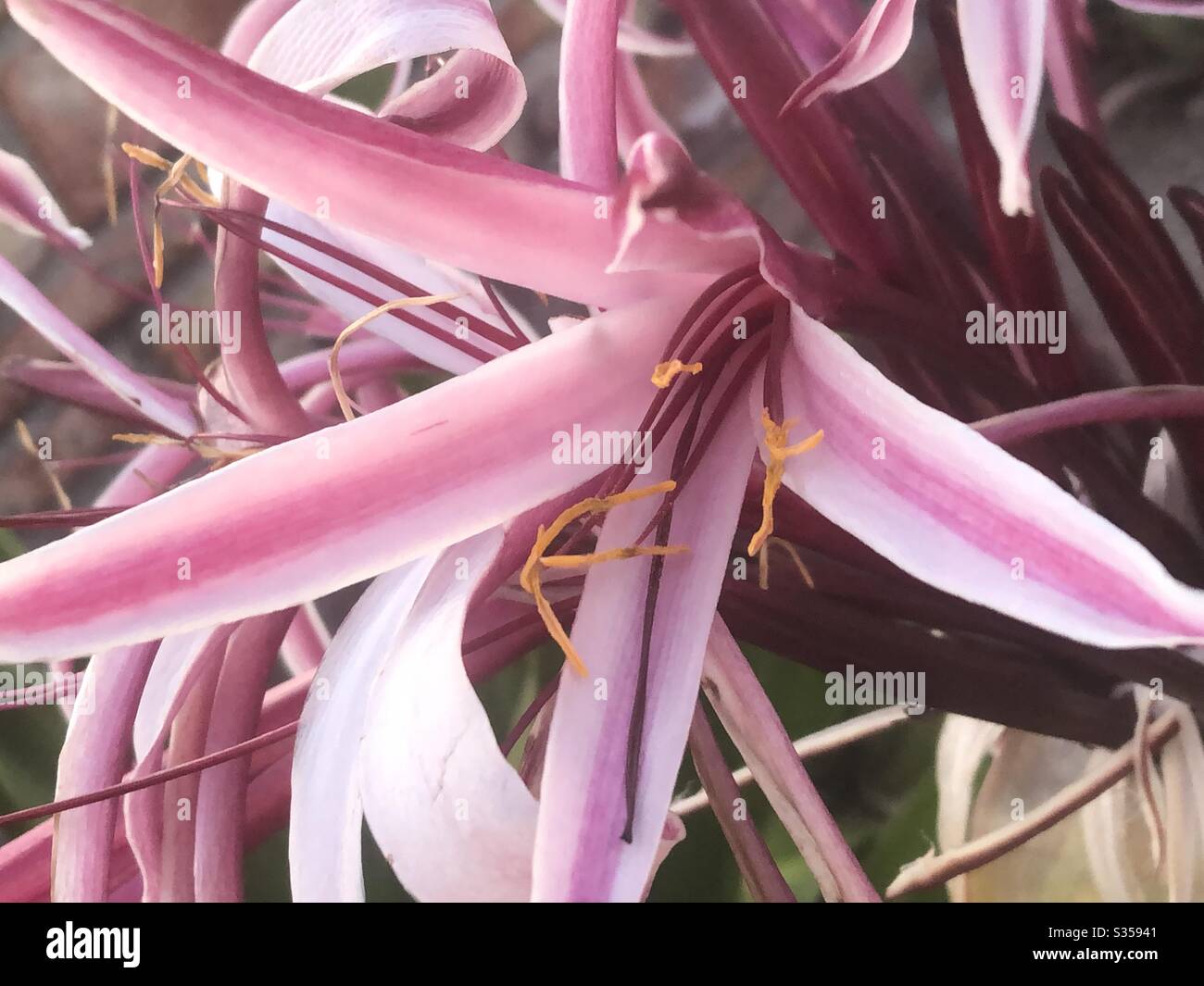 Very tall lily hi-res stock photography and images - Alamy