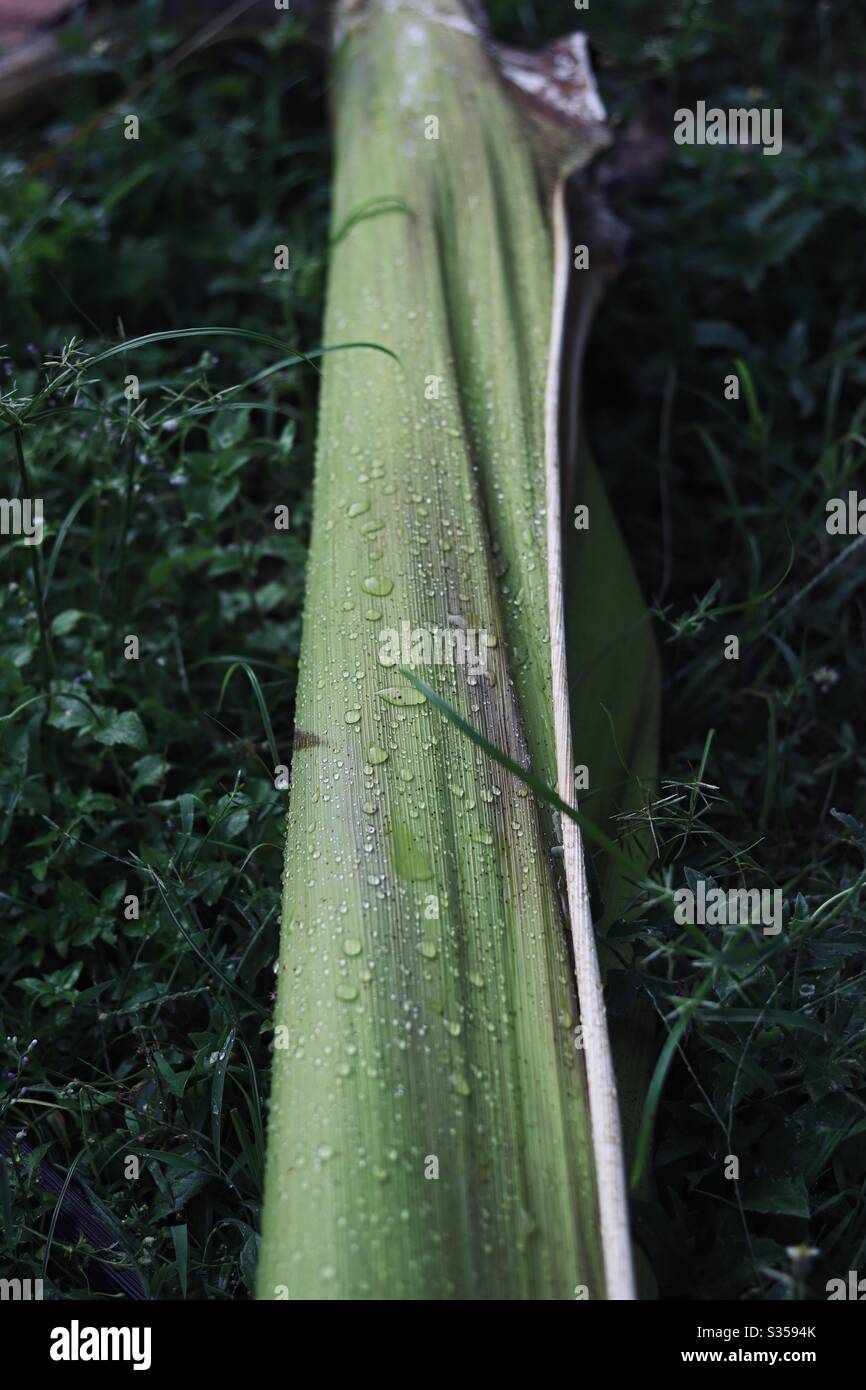 Coconut drop hi-res stock photography and images - Alamy