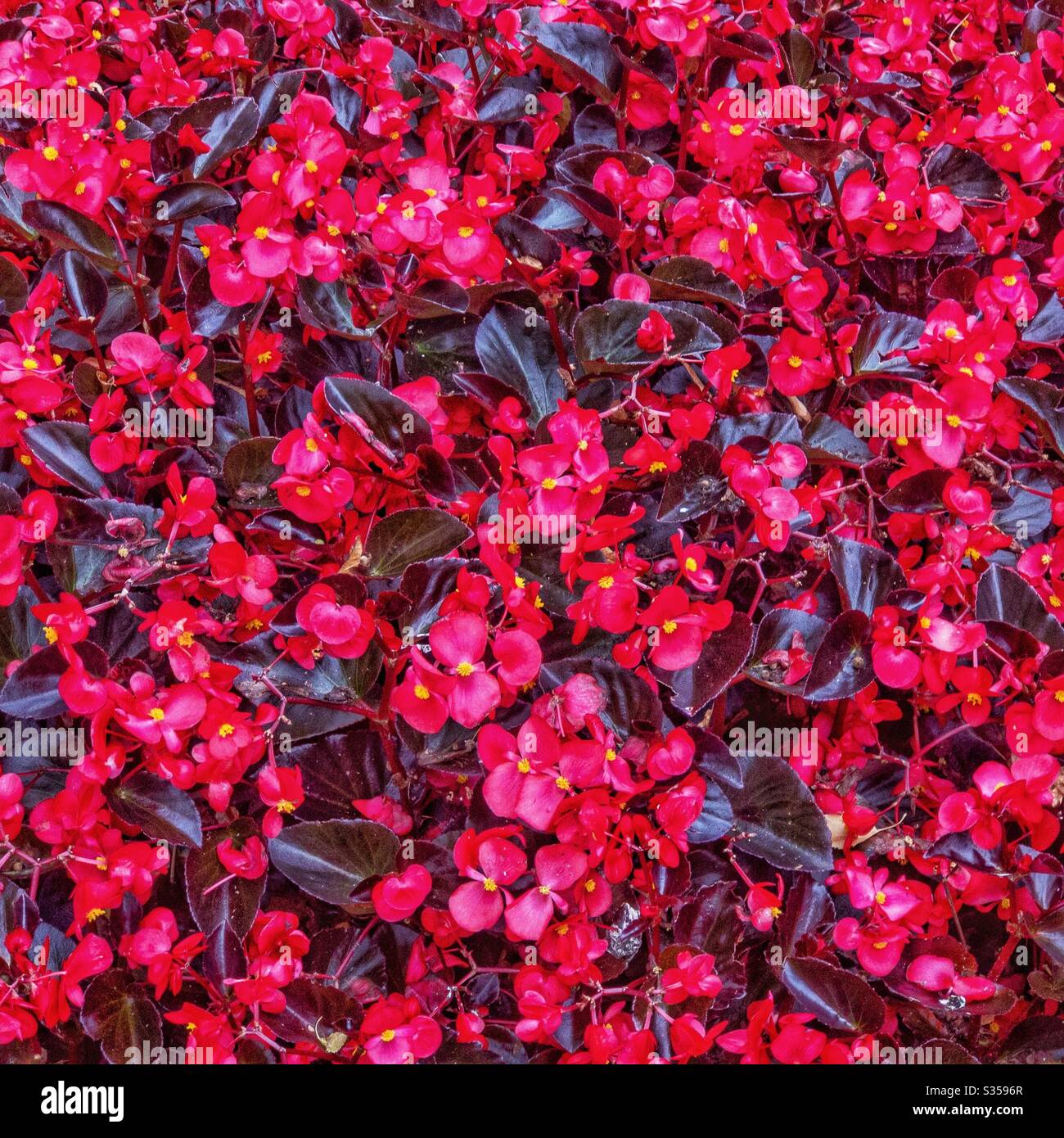 Fibrous begonias hi-res stock photography and images - Alamy
