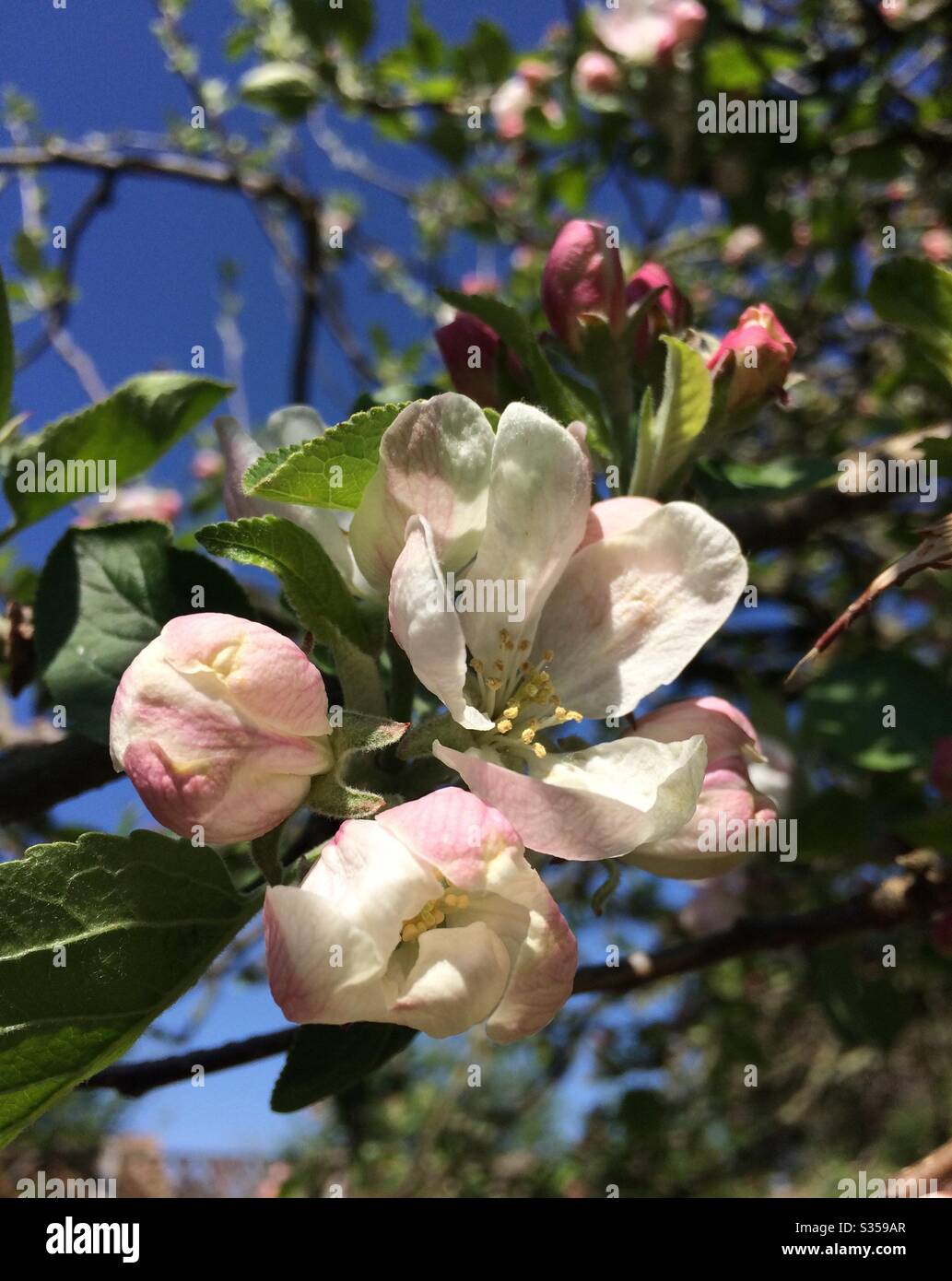 Apple tree blossom in spring Stock Photo - Alamy