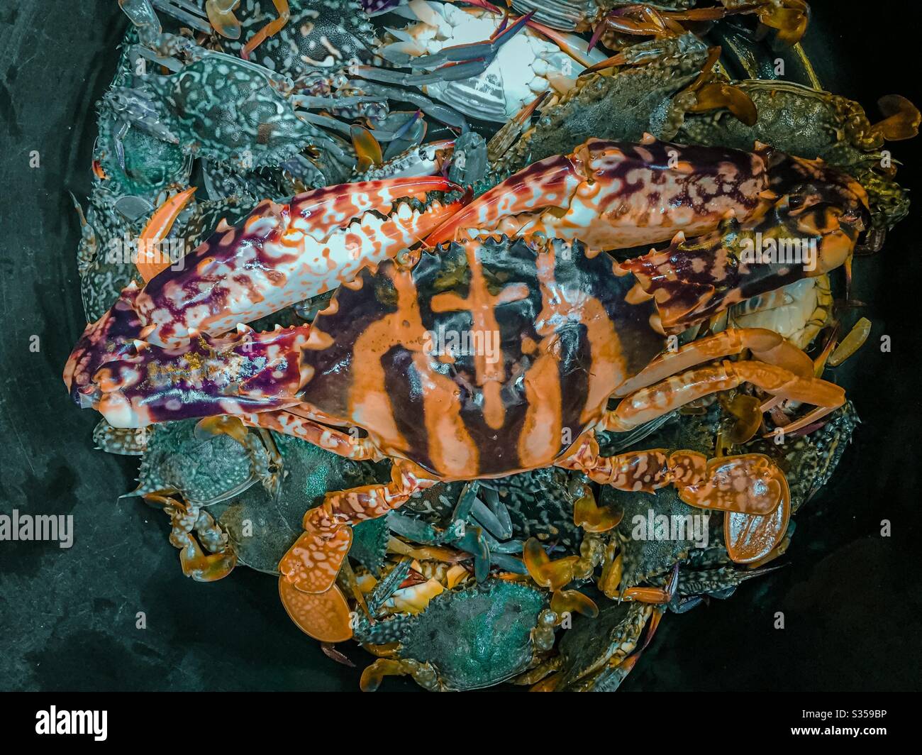 gigantic crucifix crab Stock Photo - Alamy