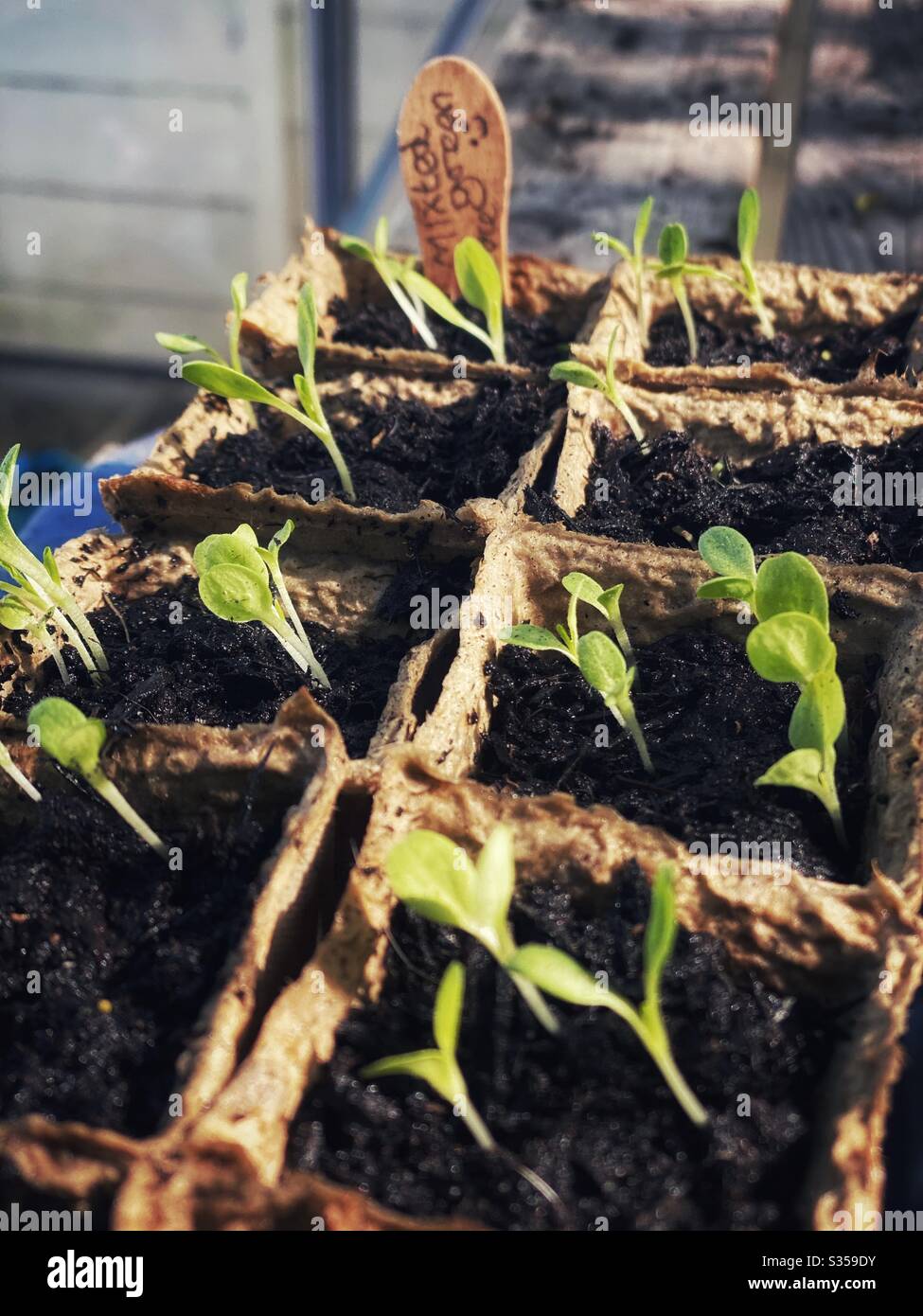 Seedlings growing in seed pots Stock Photo - Alamy